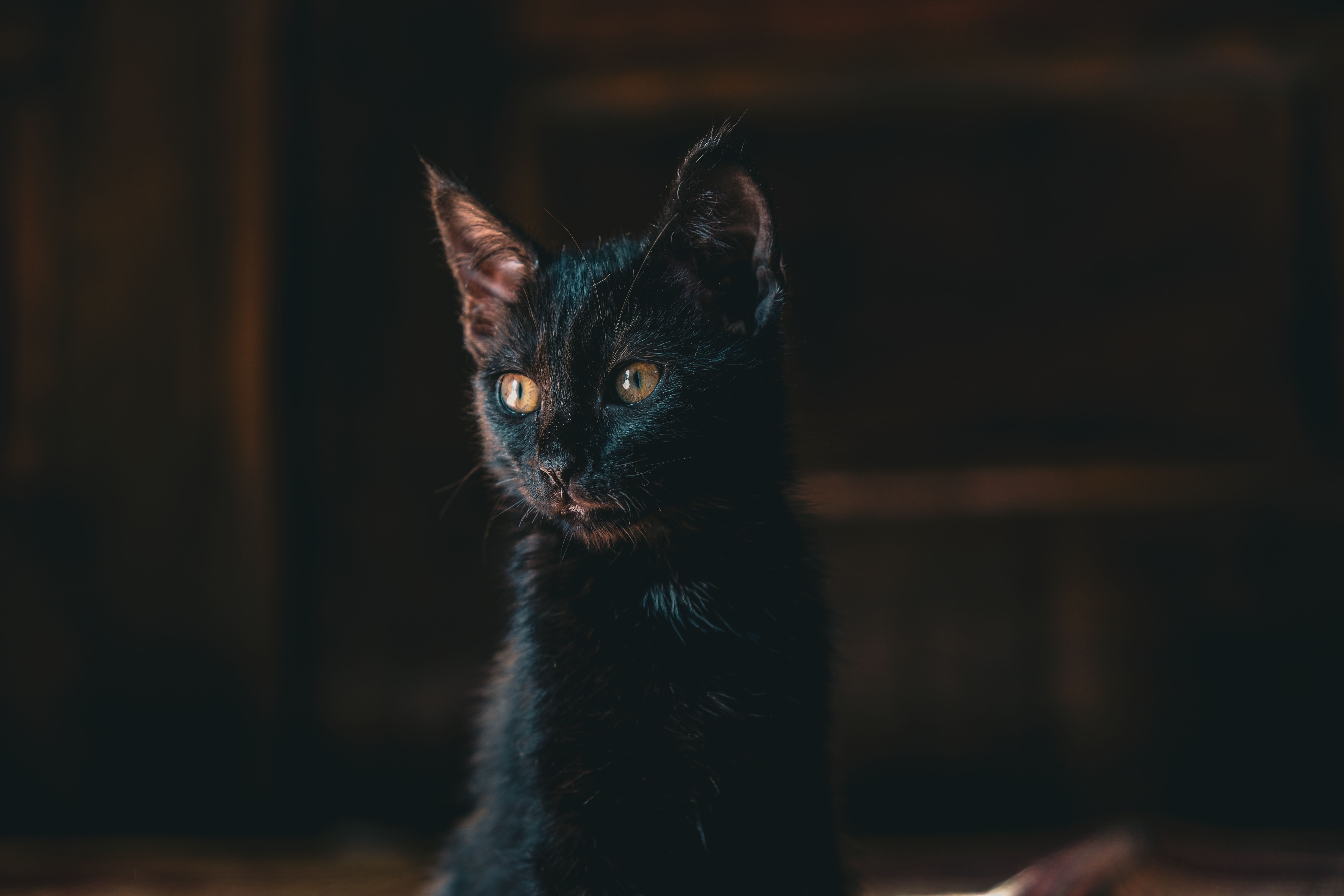 Foto stok gratis tentang #dalam, anak kucing, anak kucing hitam, asia ...