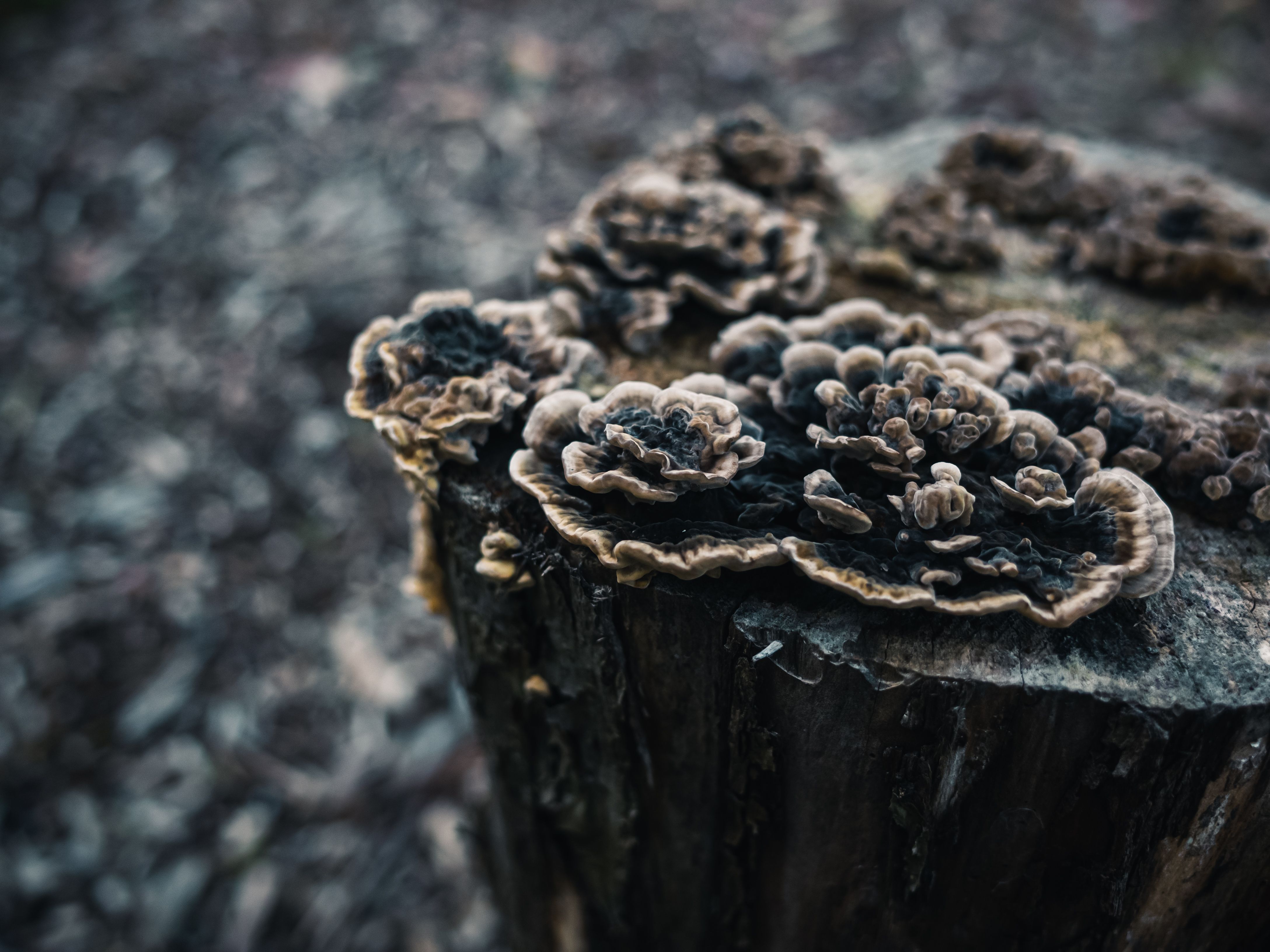 Mucor Fungi Photos, Download The BEST Free Mucor Fungi Stock Photos ...