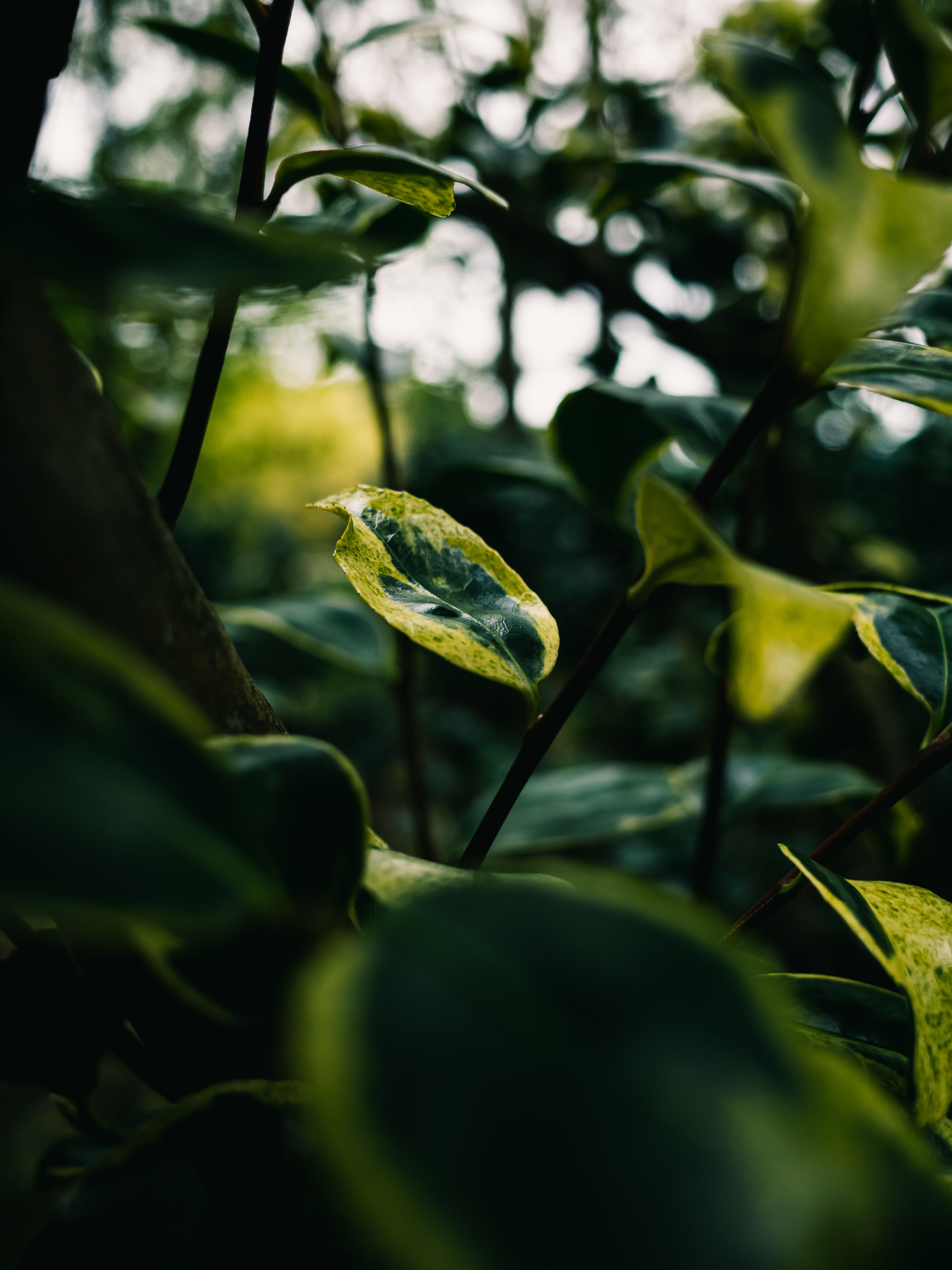 Close up of a Plant · Free Stock Photo