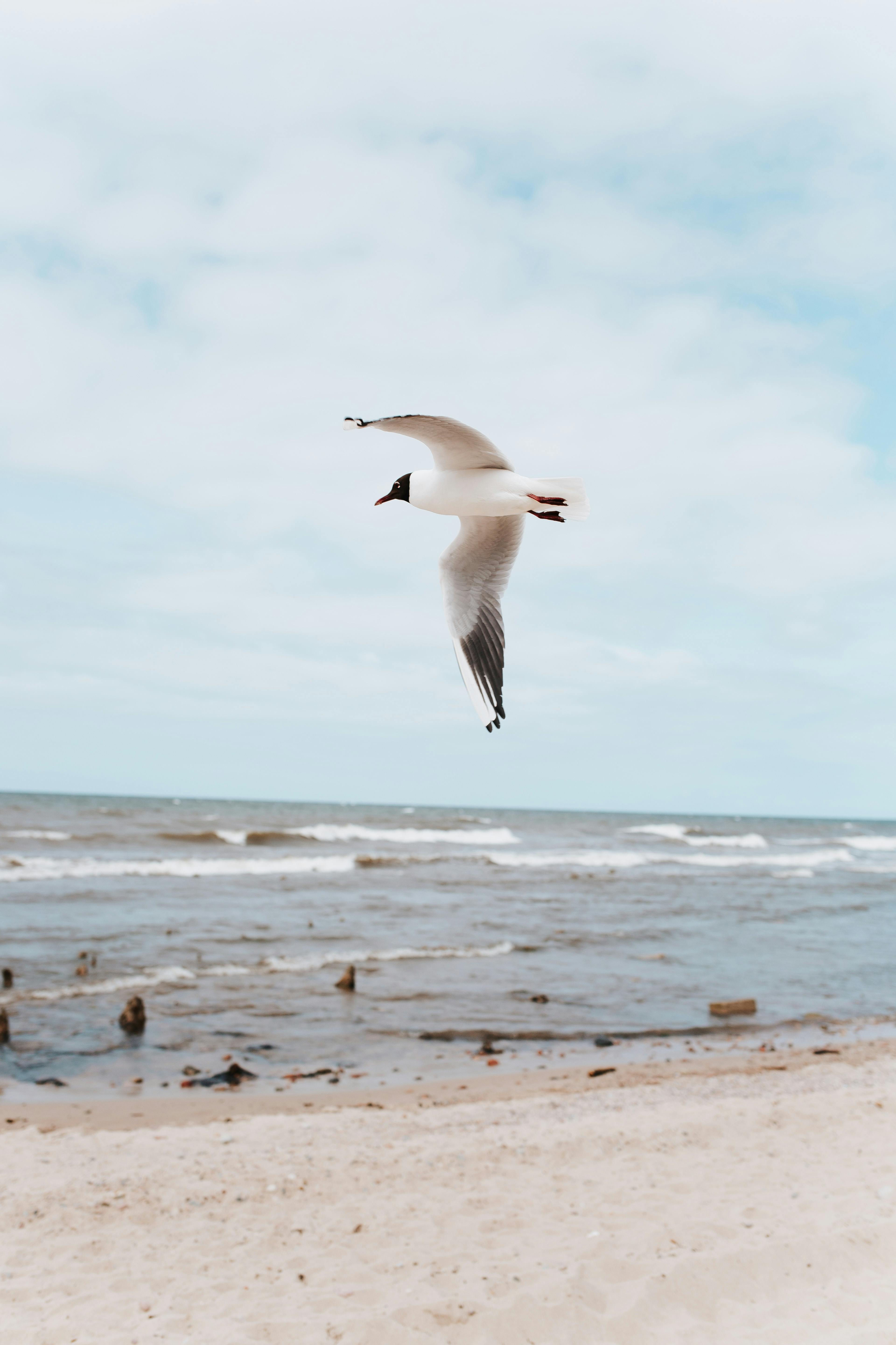 A Seagull Flying above the Beach · Free Stock Photo