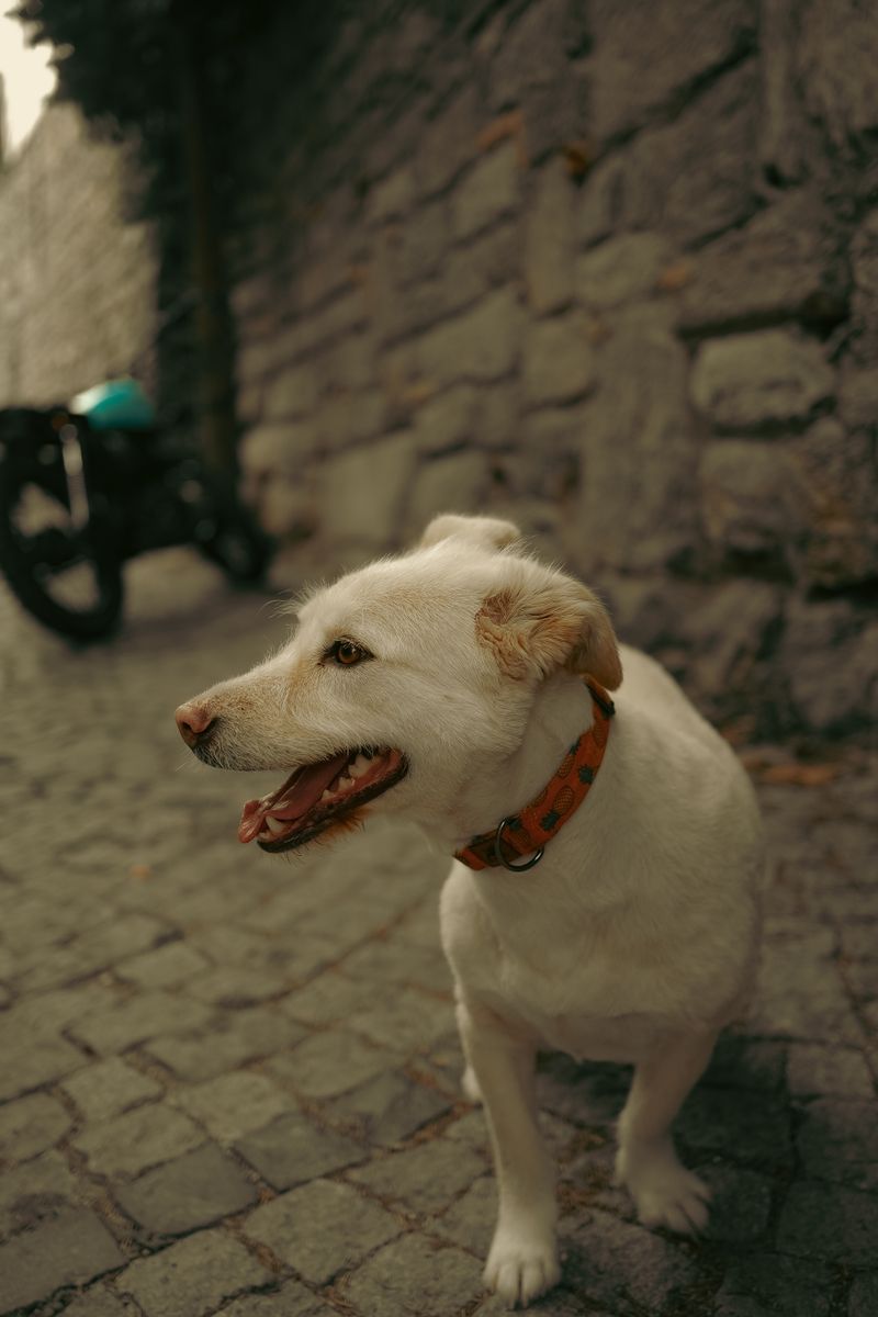 Dog Poop Photos, Download The BEST Free Dog Poop Stock Photos & HD Images
