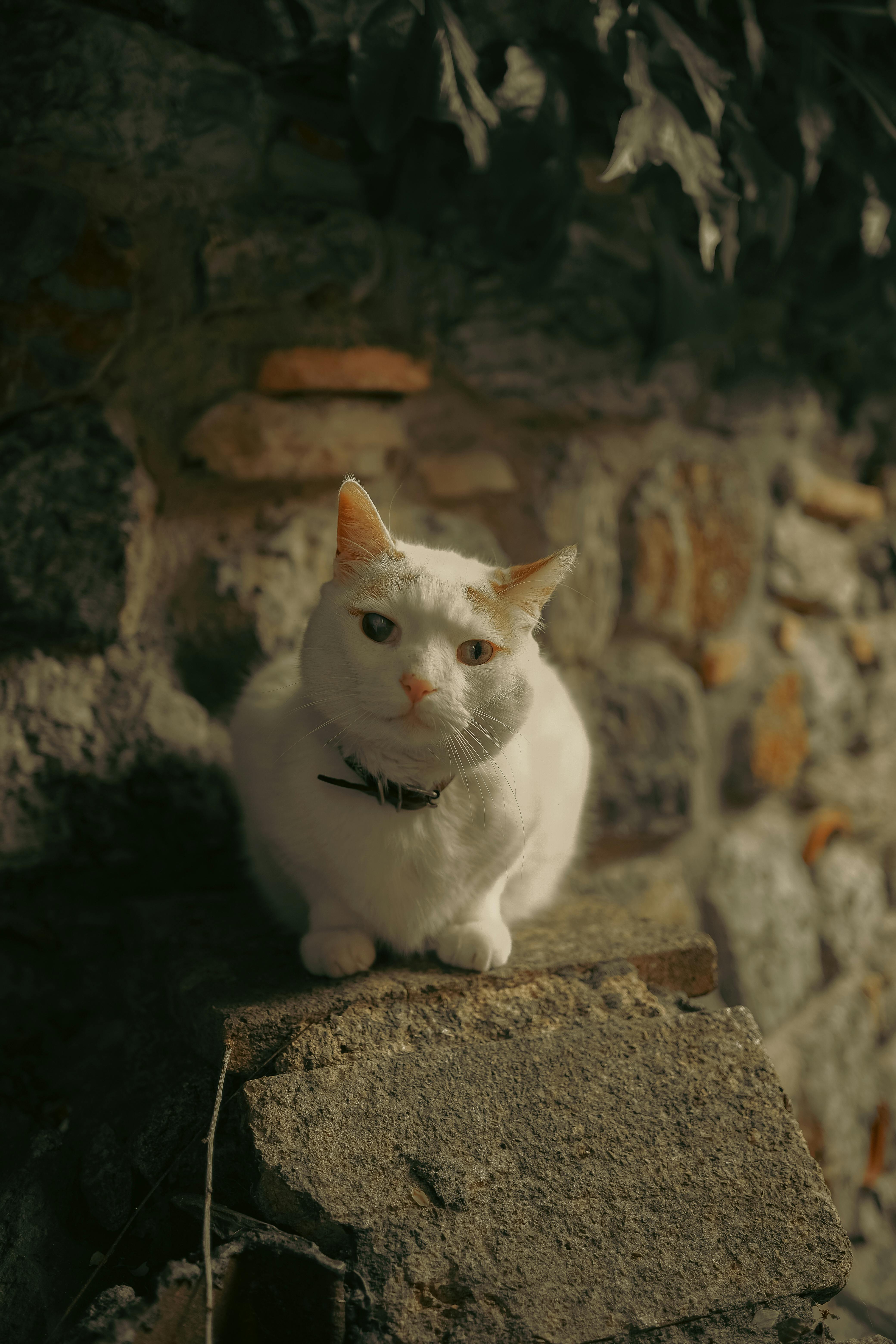 Unusual Animal Photos, Download The BEST Free Unusual Animal Stock ...