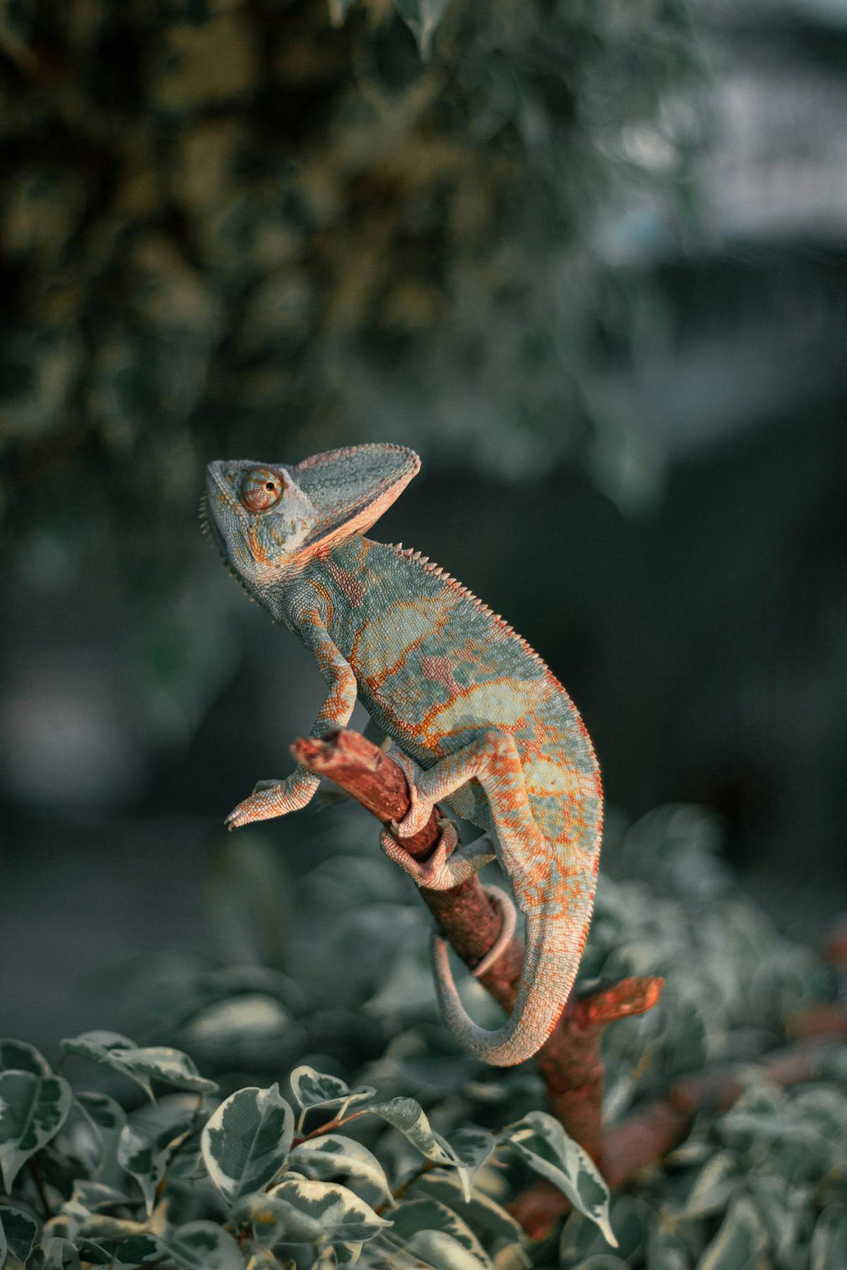 Chameleon Changing Color Photos, Download The BEST Free Chameleon ...