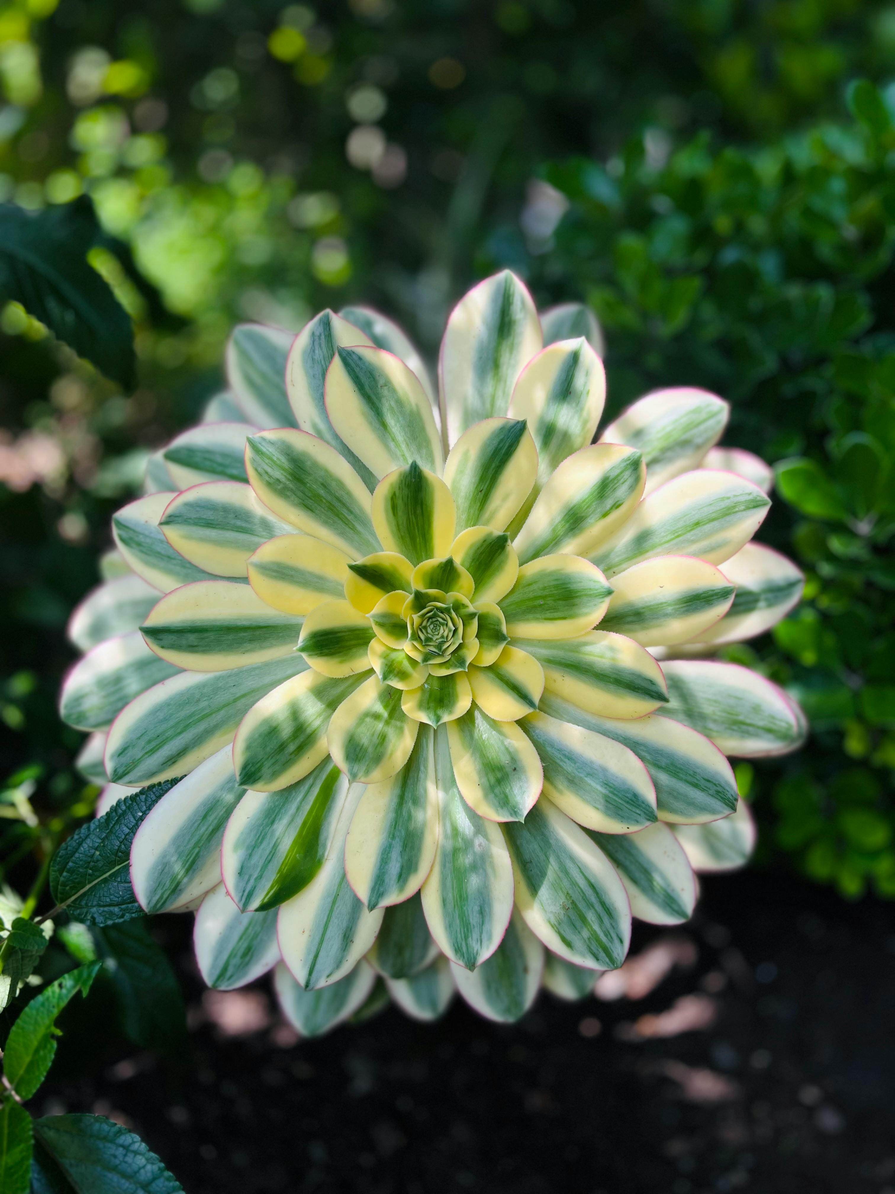 Succulent Karoo Photos, Download The BEST Free Succulent Karoo Stock ...