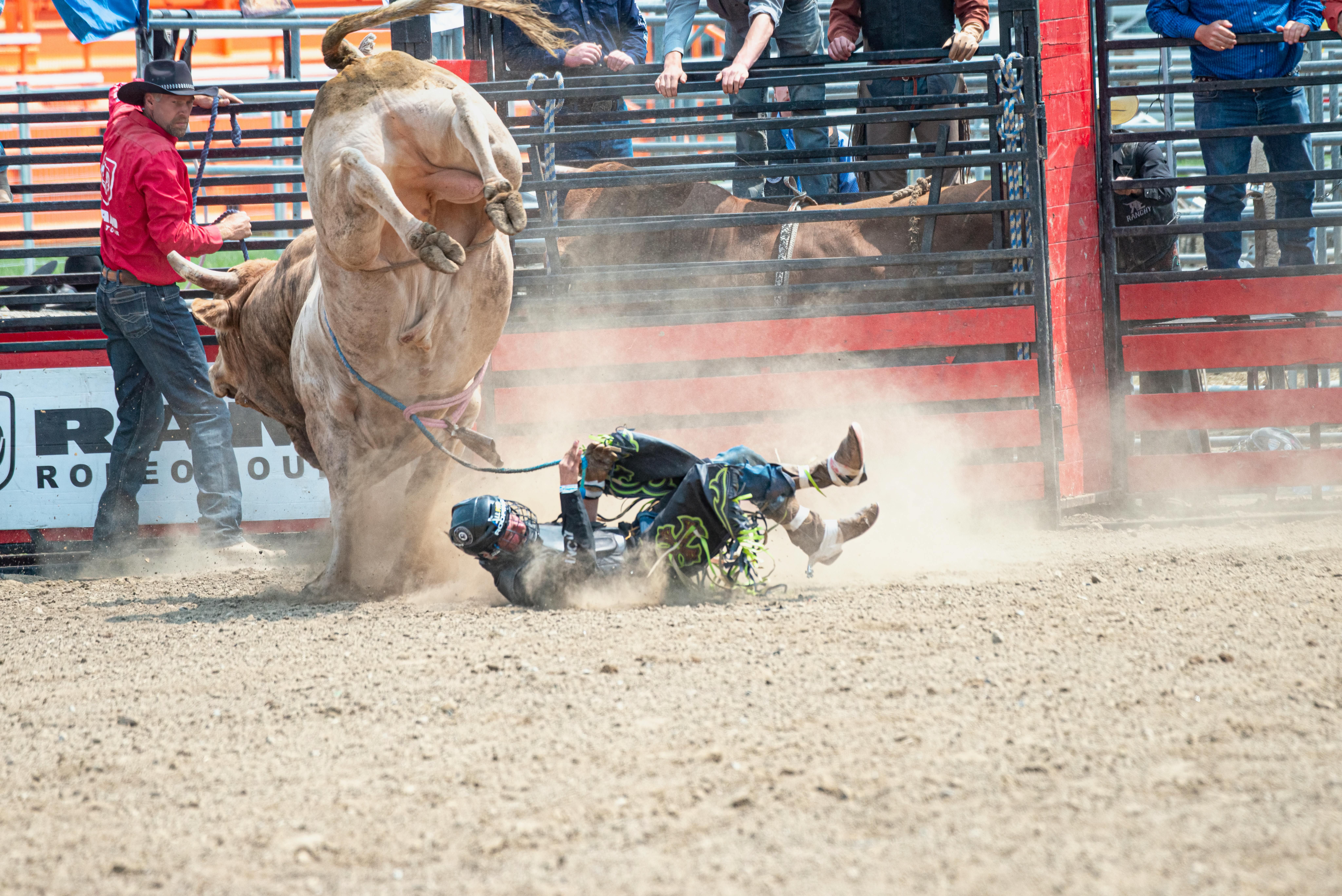 Bull at Rodeo · Free Stock Photo