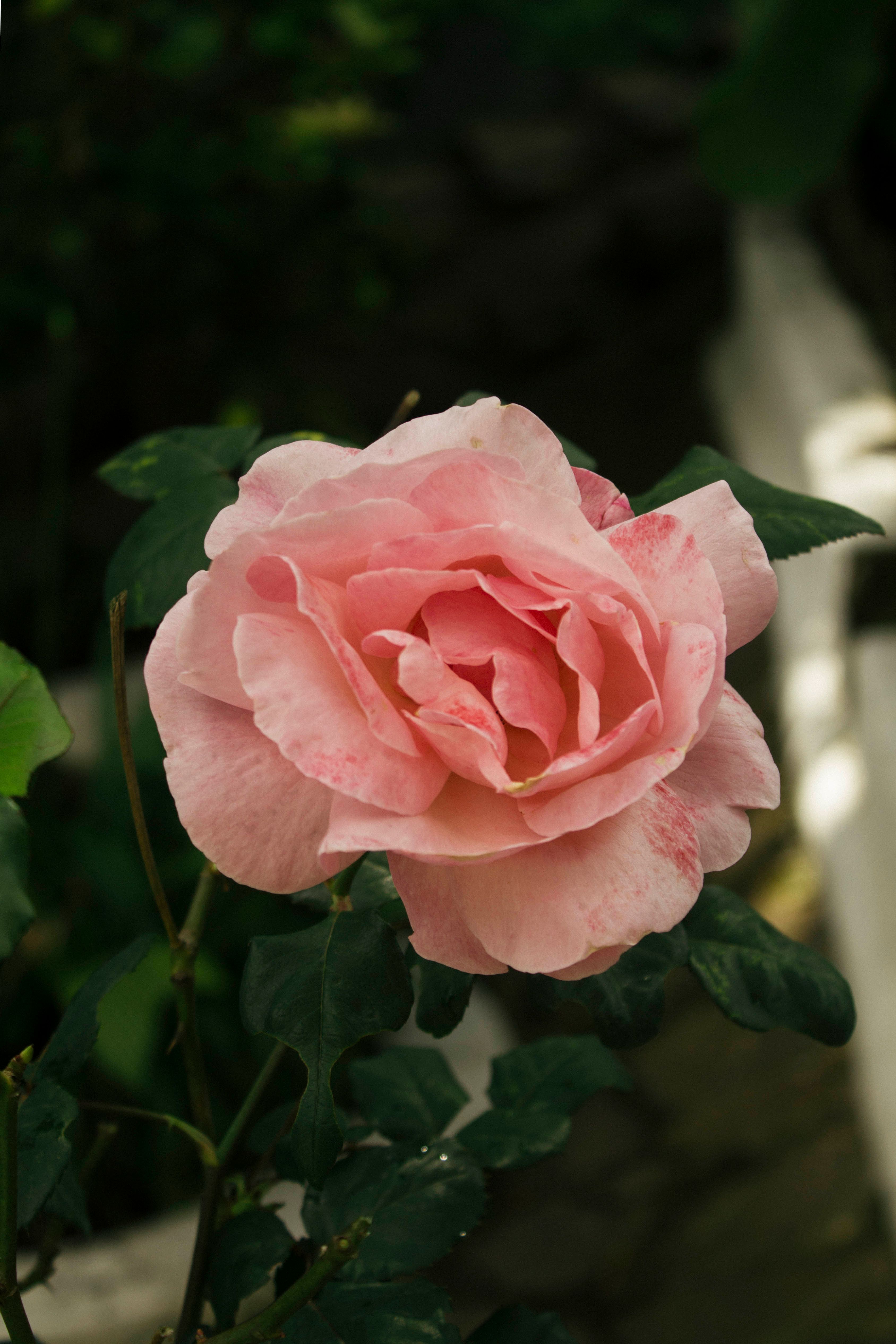 Single Blooming Rose · Free Stock Photo