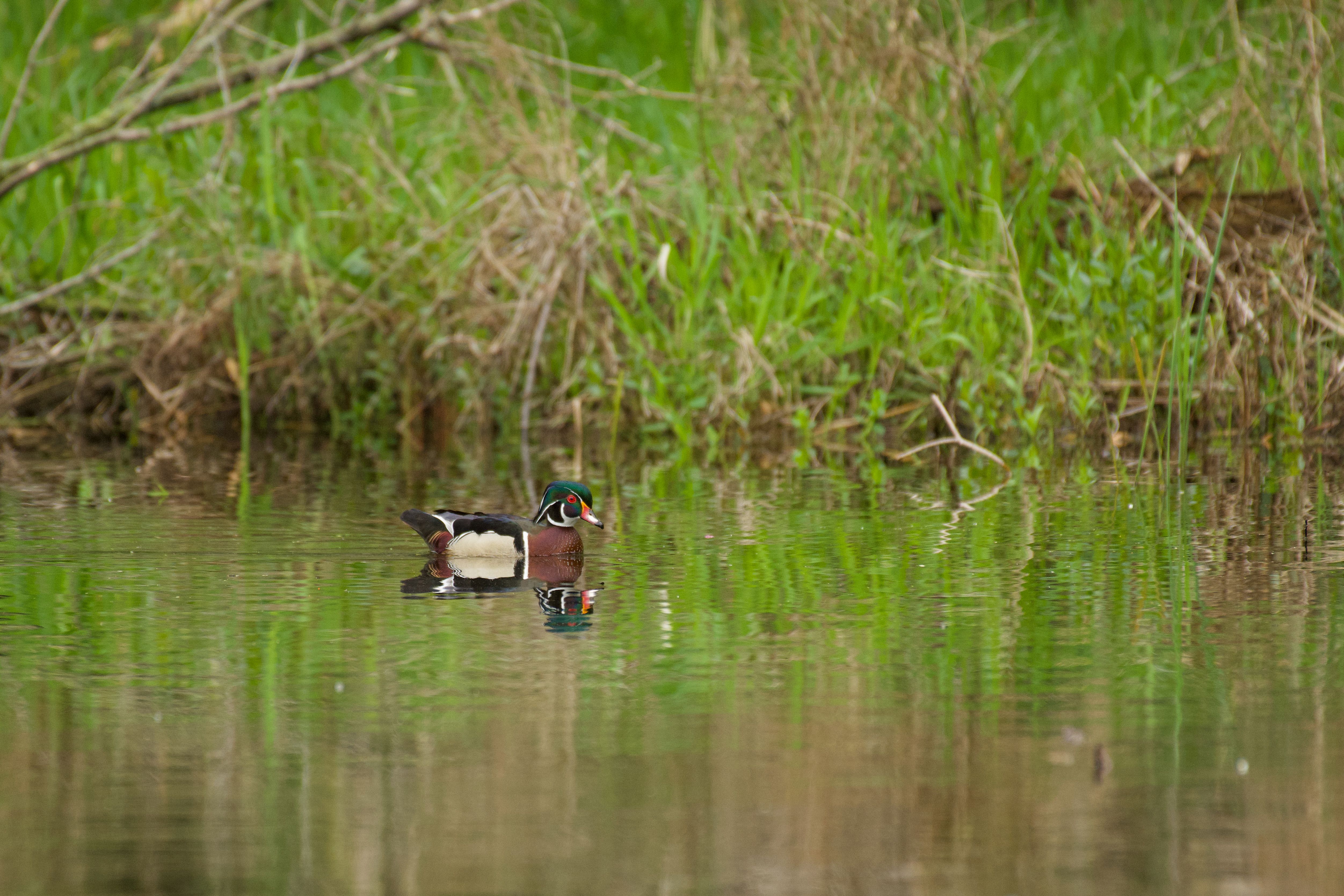 Photo gratuite de aix sponsa, animal, aviaire, bassin, berge, botanique ...
