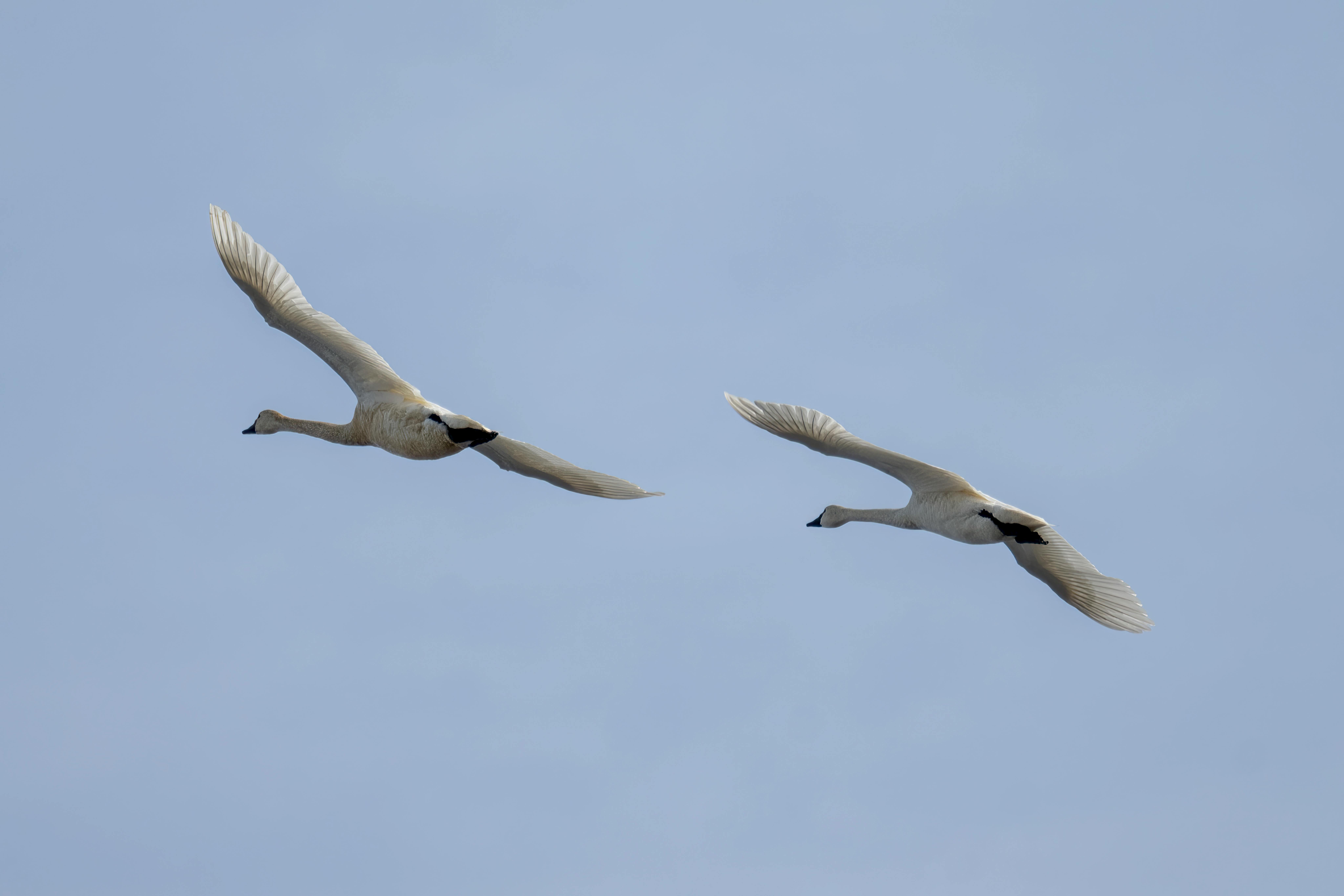 Two Geese Flying · Free Stock Photo