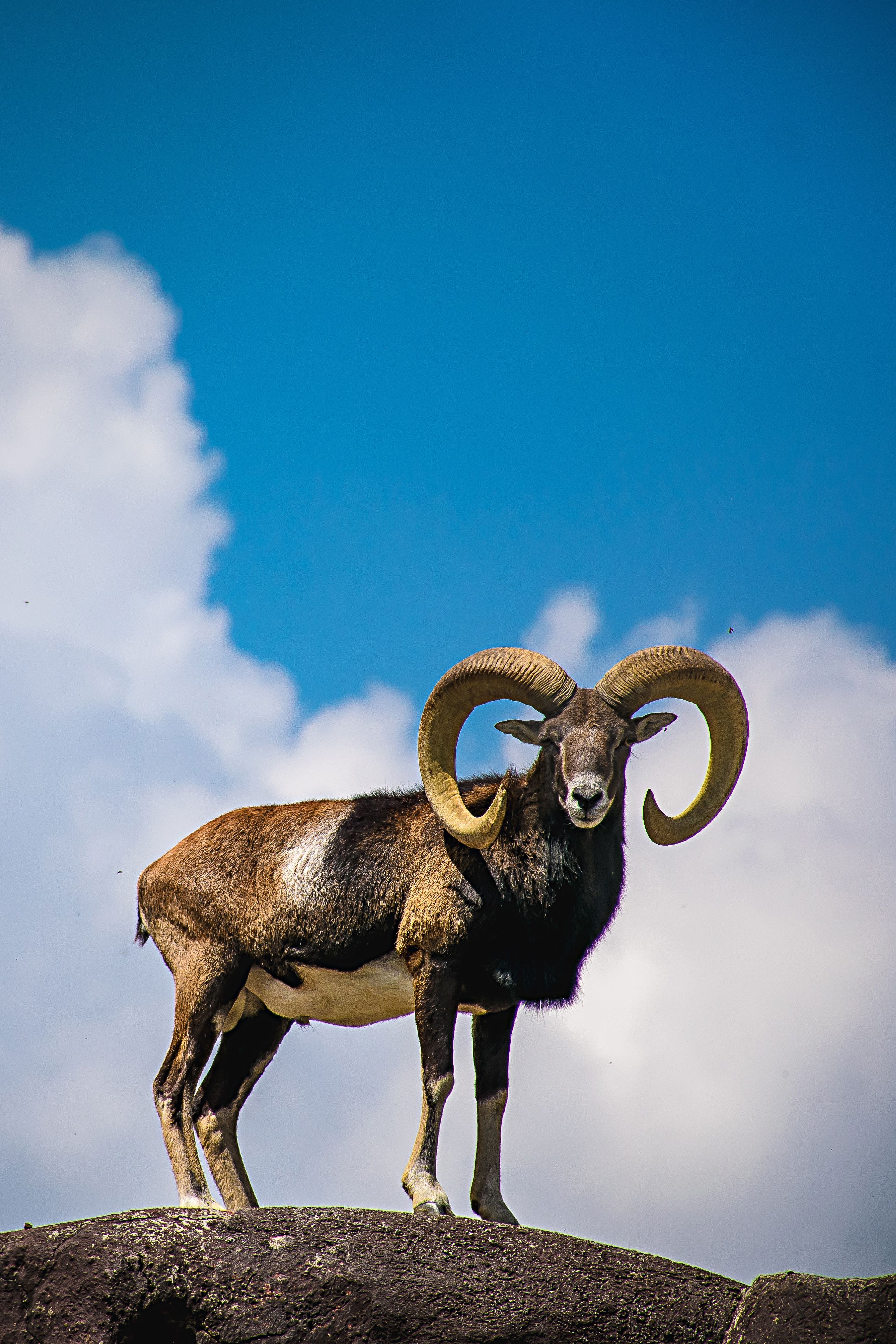 Carnero De Las Rocosas Frente A Nubes Blancas Y Esponjosas · Foto de ...