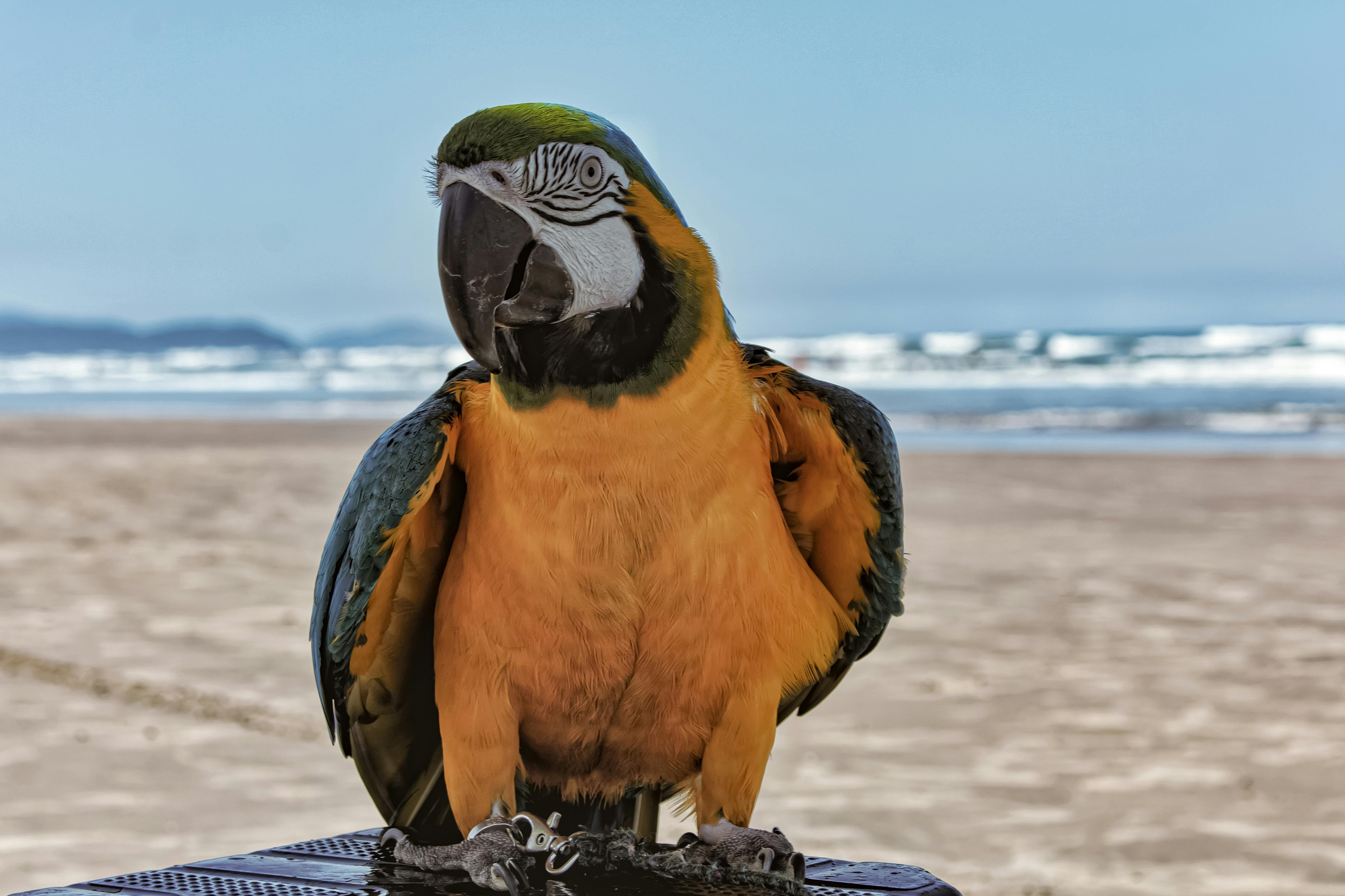 Parrot Tv Photos, Download The BEST Free Parrot Tv Stock Photos & HD Images