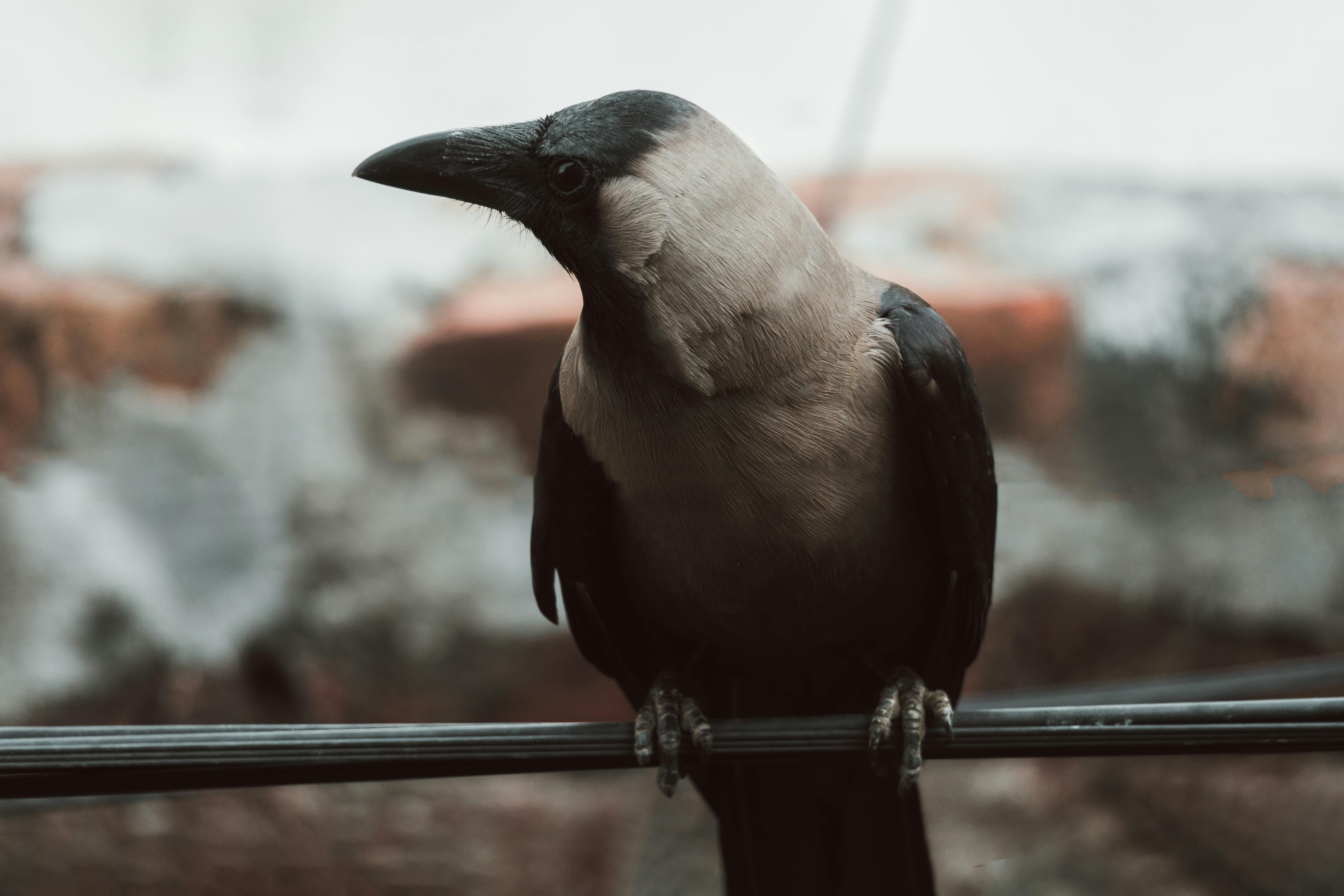 A crow sitting on a wire · Free Stock Photo