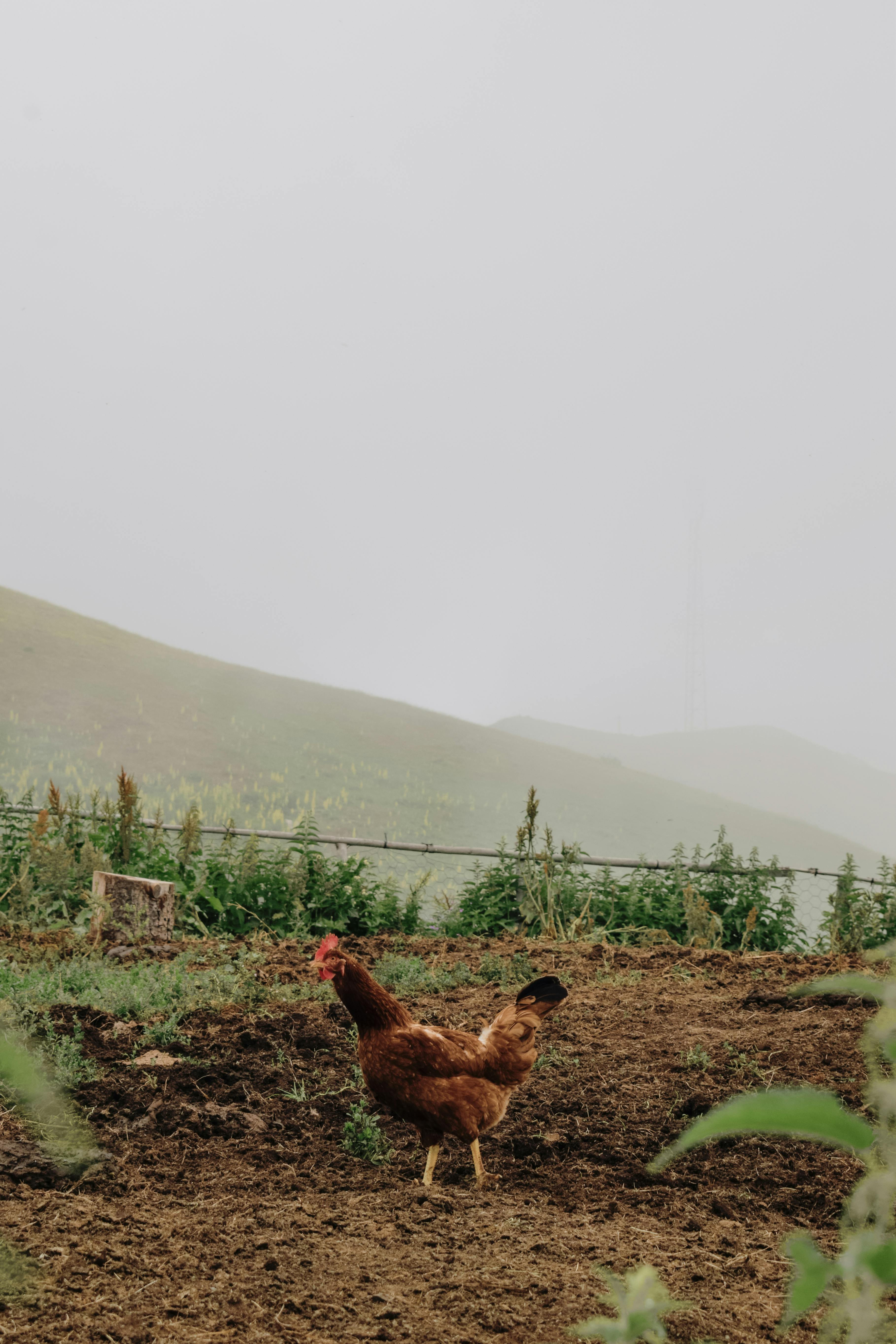 Foto profissional gratuita de ave, chácara, criação de gado, fotografia ...