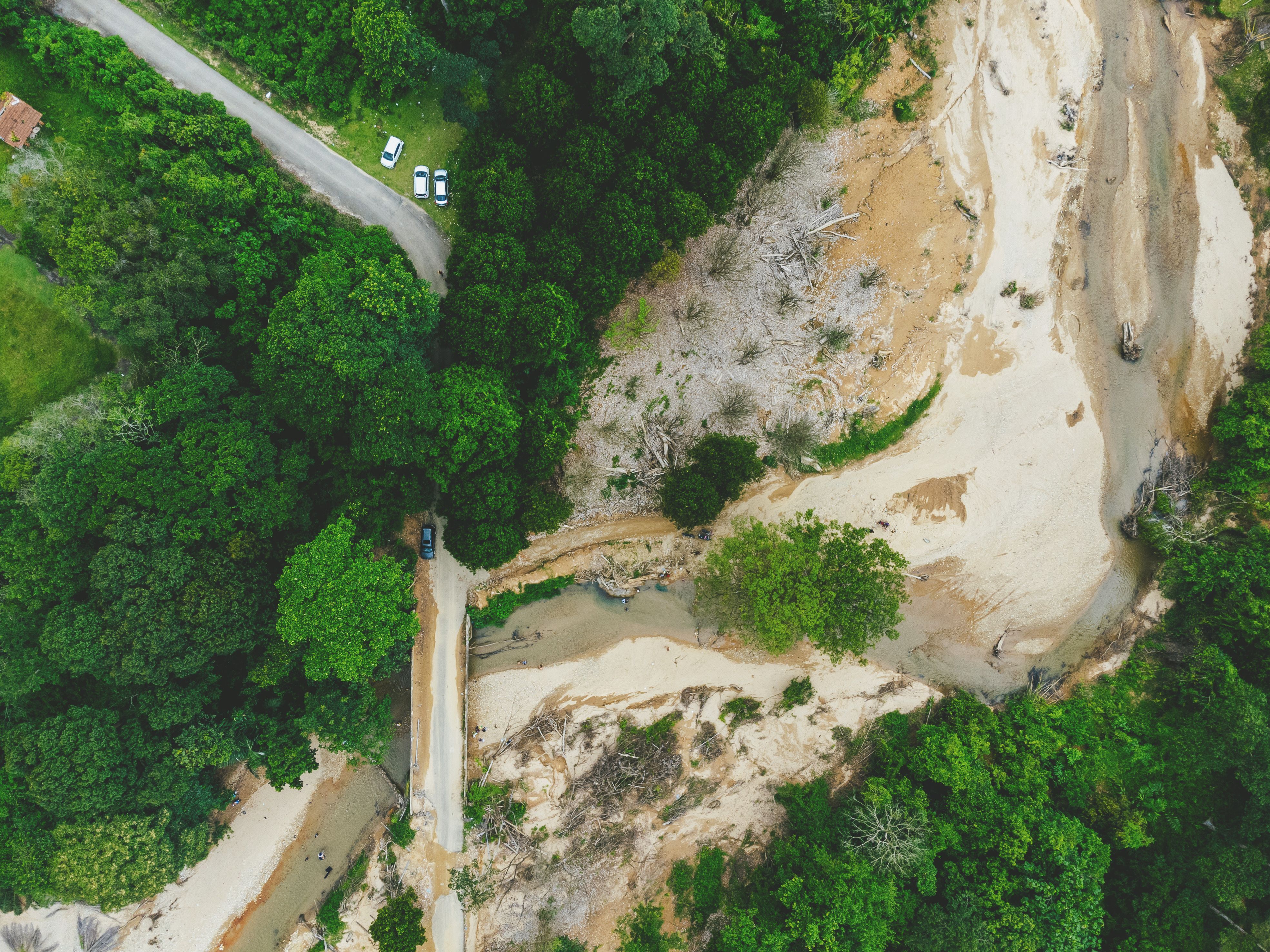 Sandbanks on River in Forest · Free Stock Photo