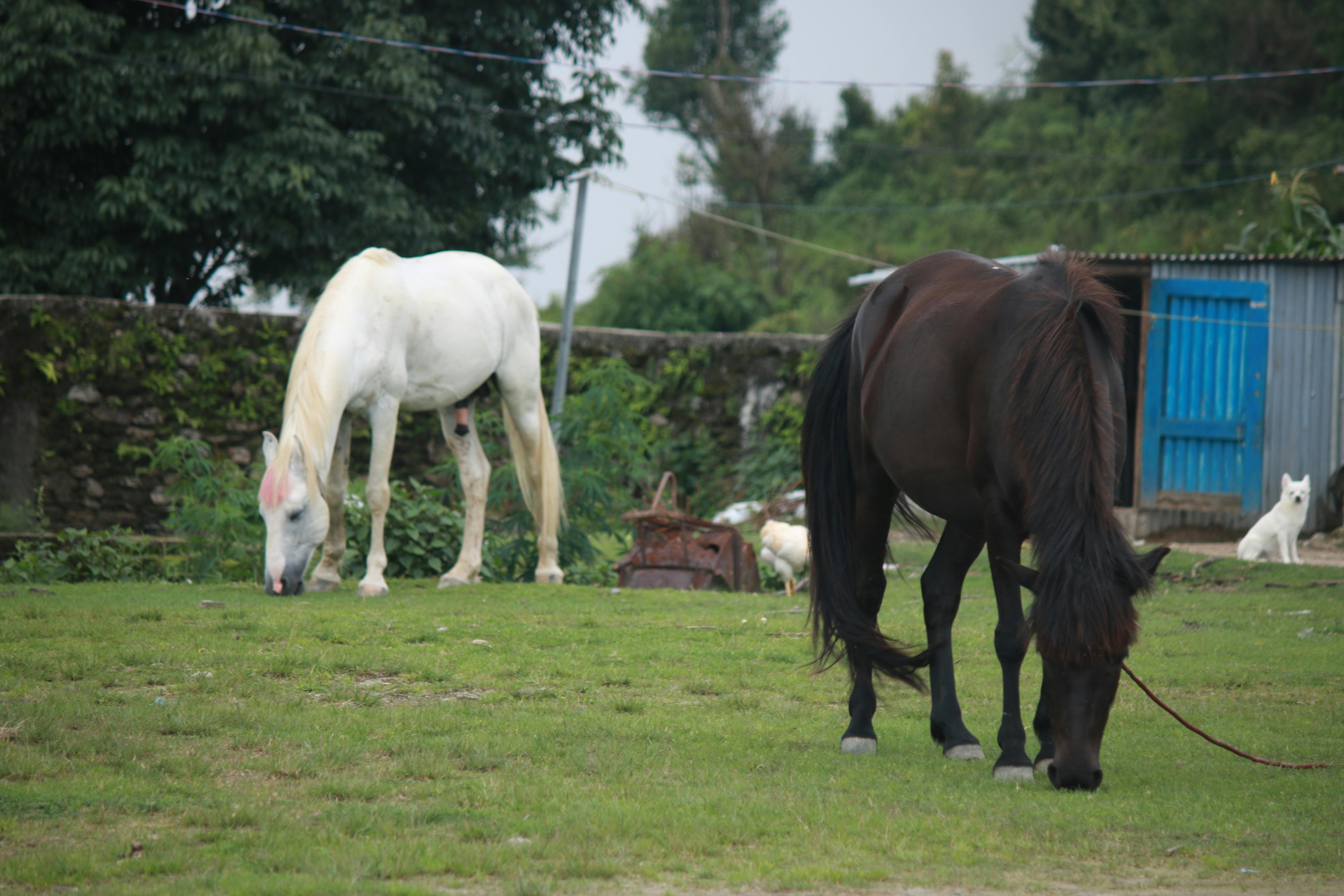 Prabhat Subedi - Photography
