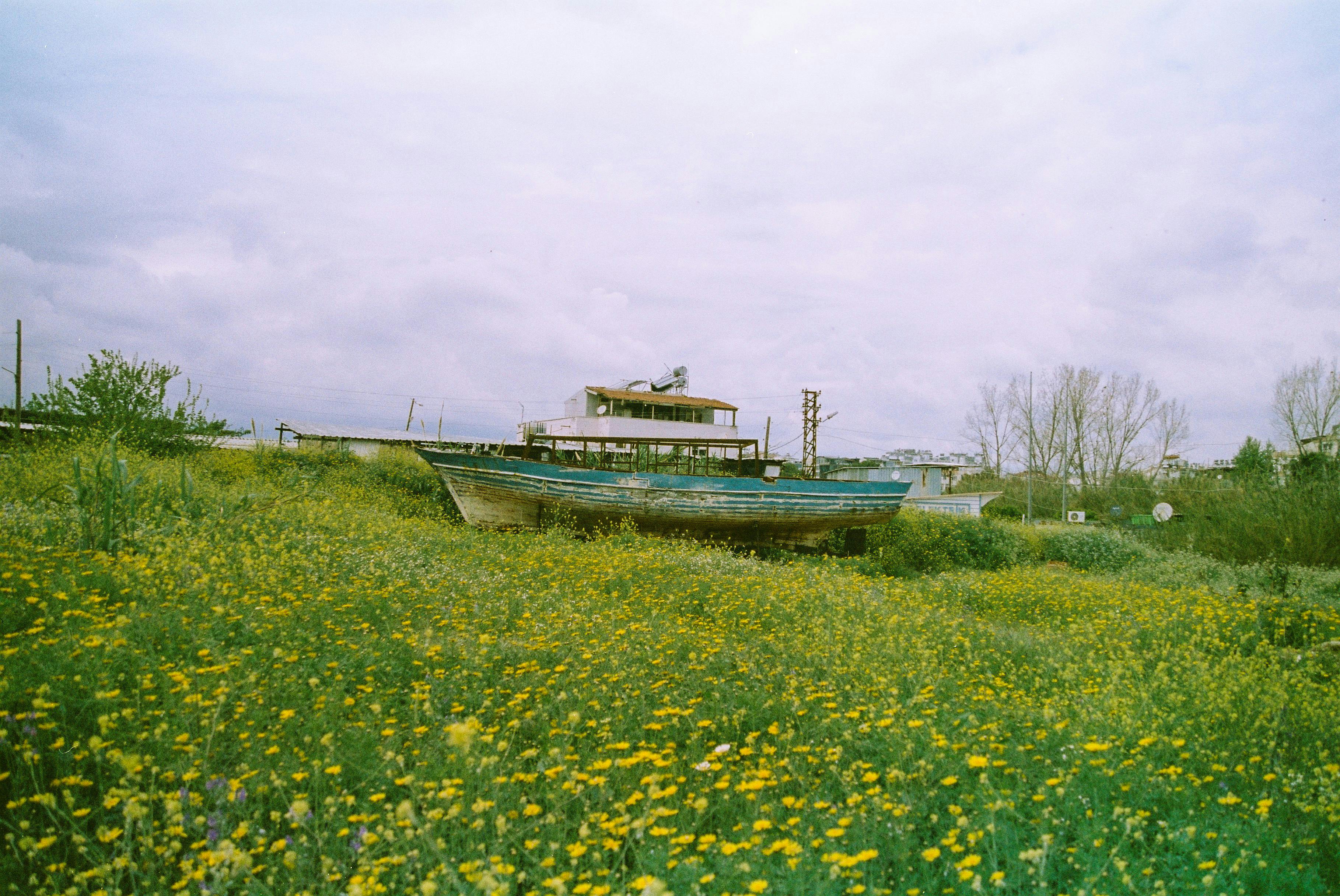 Seaside Flowers Photos, Download The BEST Free Seaside Flowers Stock ...