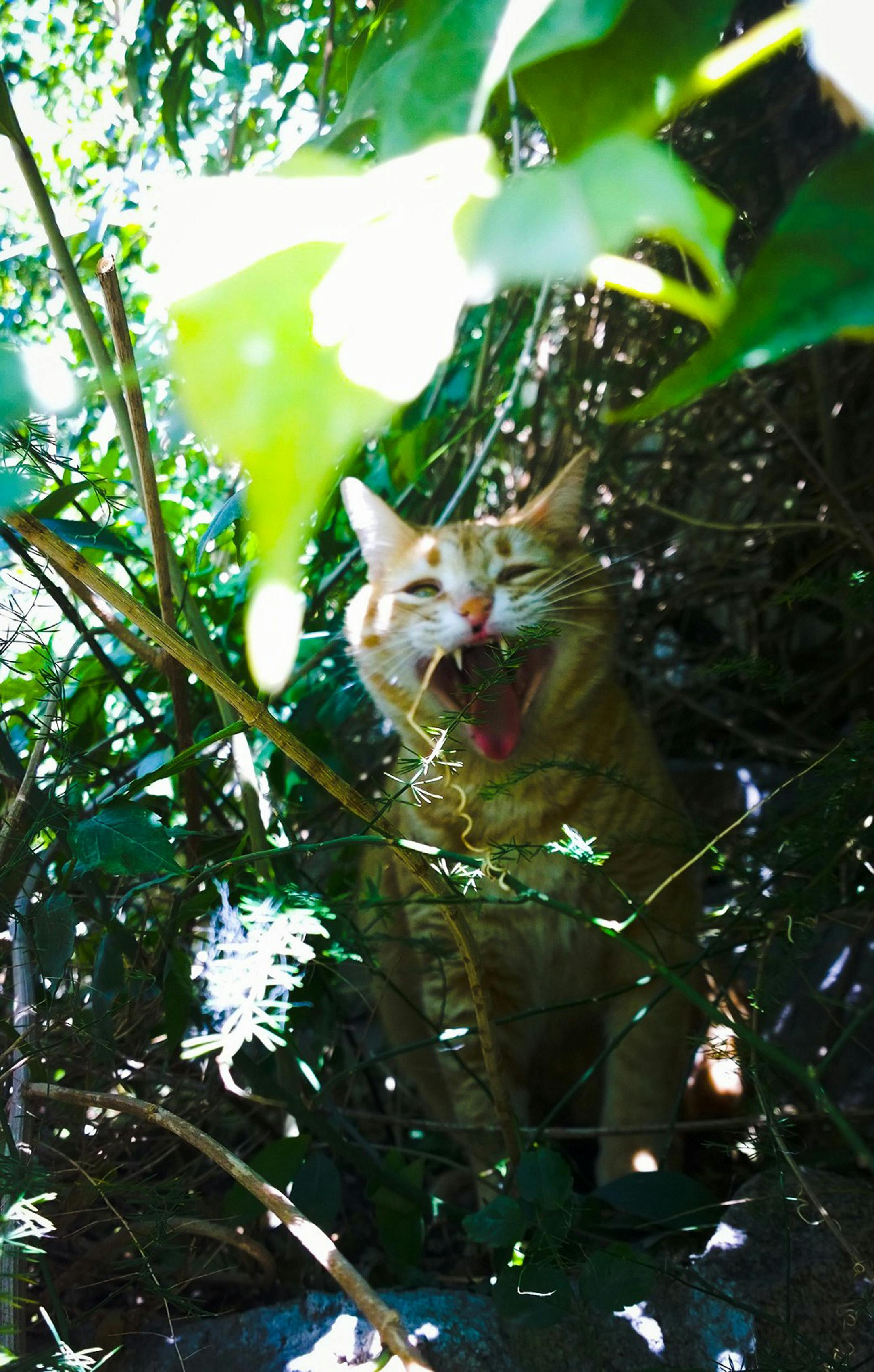 Free stock photo of cat, lion, pet