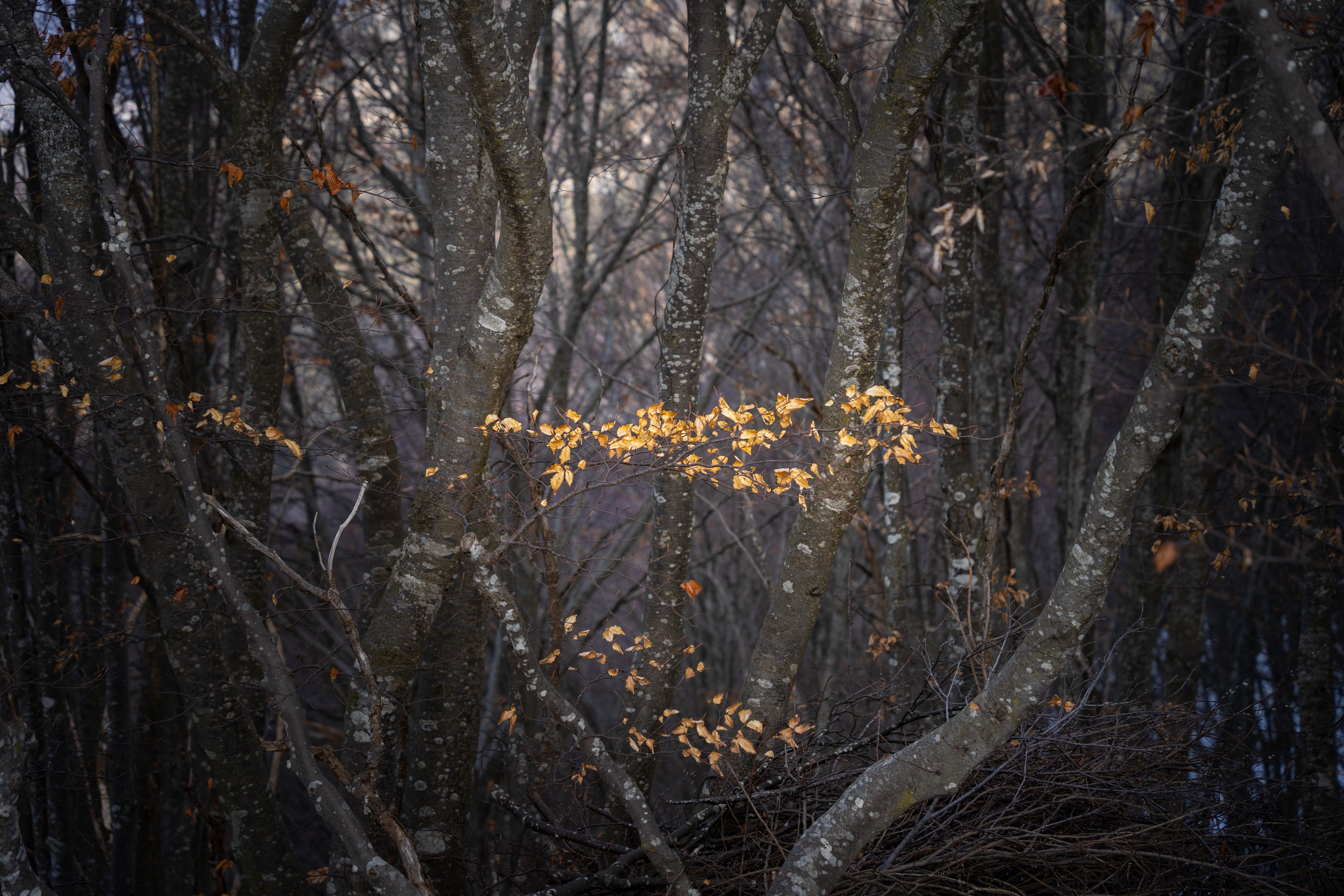 Leaves among Bare Trees in Winter · Free Stock Photo