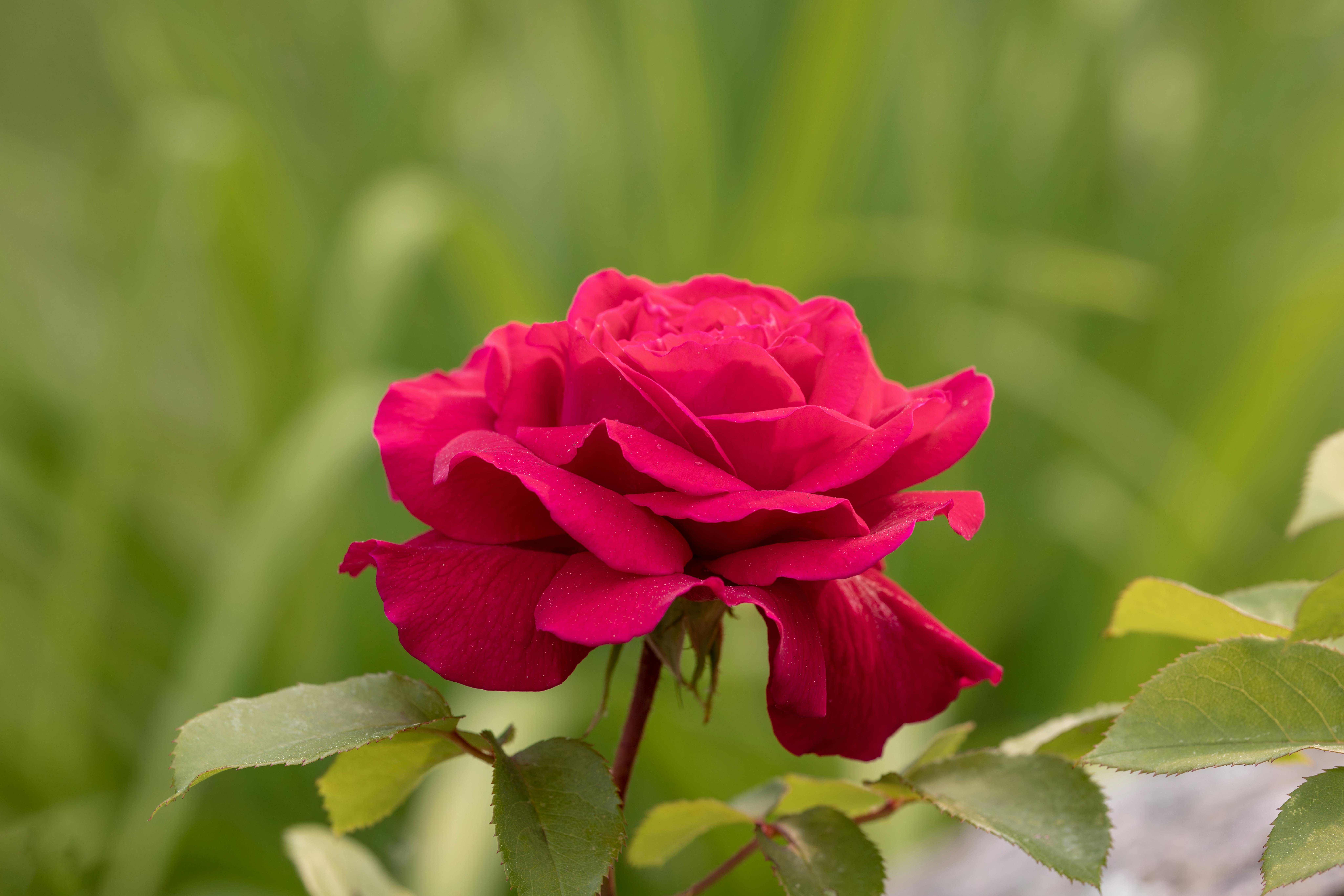 Rosa Rosa · Foto profissional gratuita