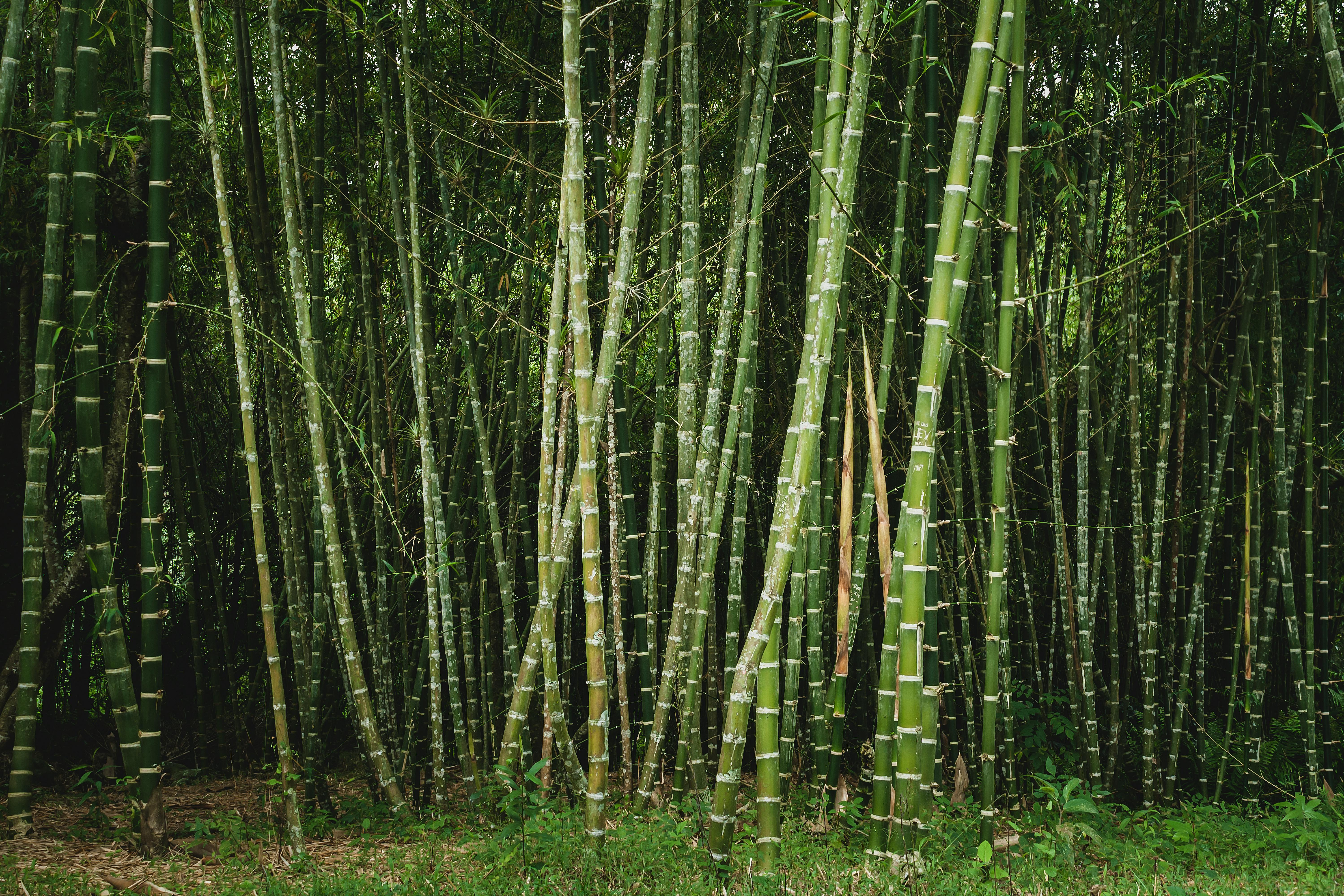 Deep Bamboo Forest · Free Stock Photo