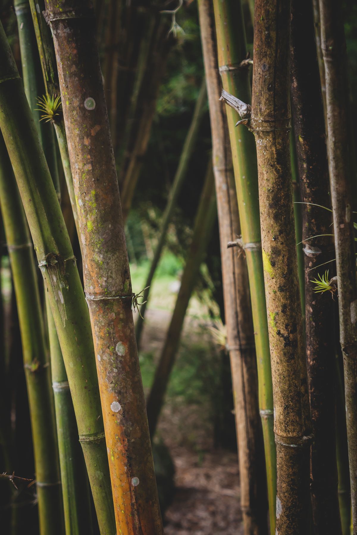 Bamboo Meat Photos, Download The BEST Free Bamboo Meat Stock Photos ...