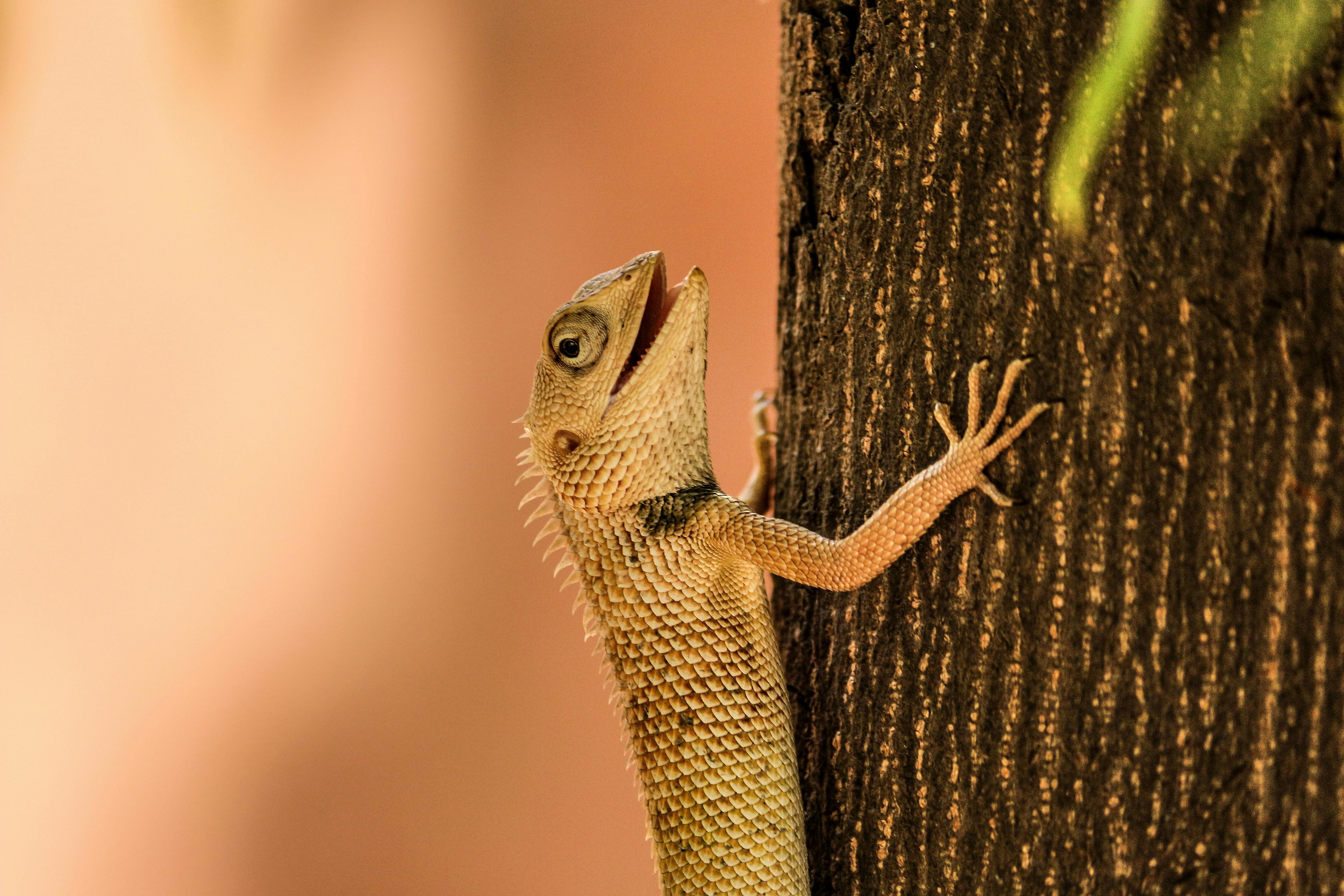 Brown Black Yellow Beige Lizard Climbing on Brown Tree · Free Stock Photo