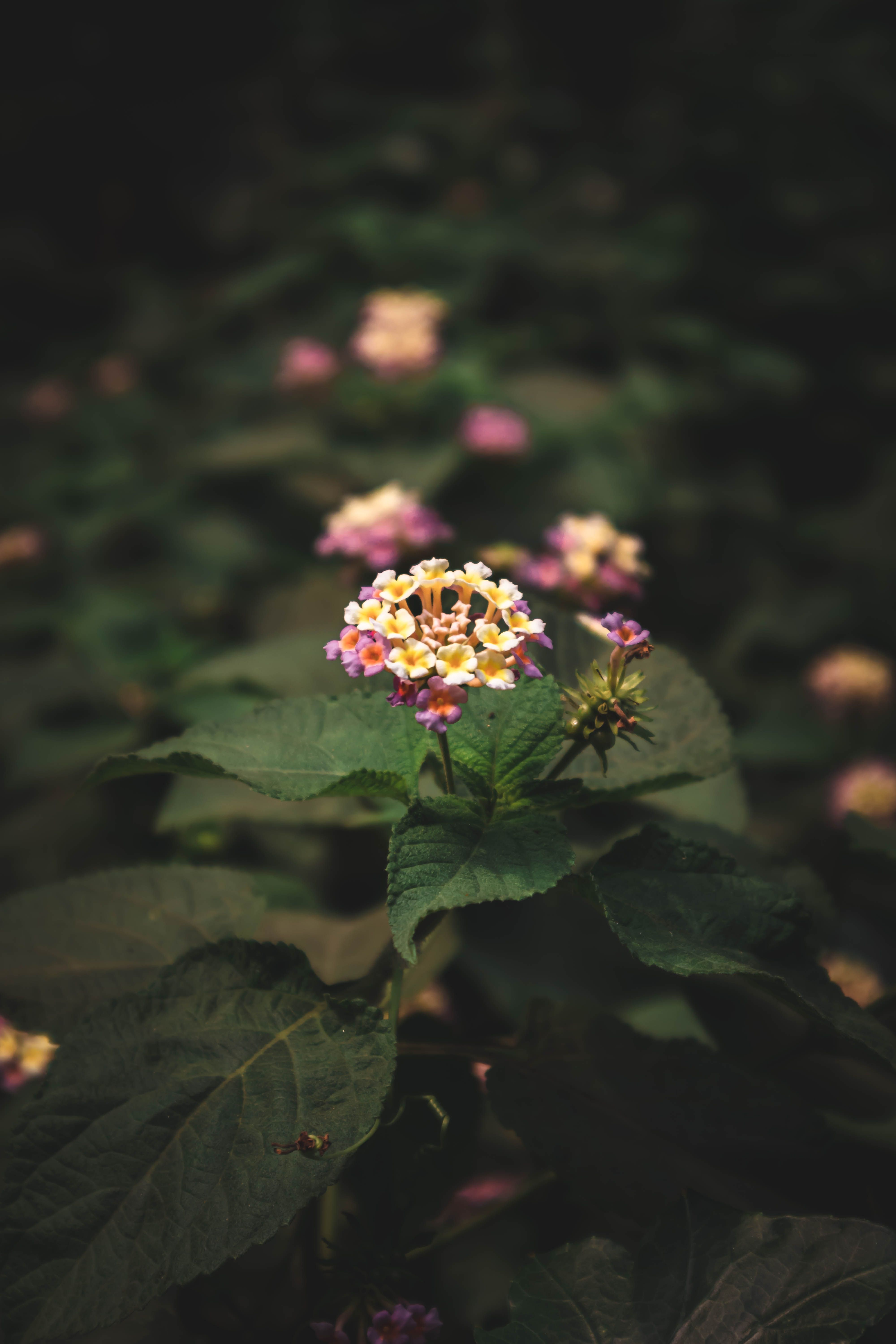 Blooming Common Sneezeweed · Free Stock Photo