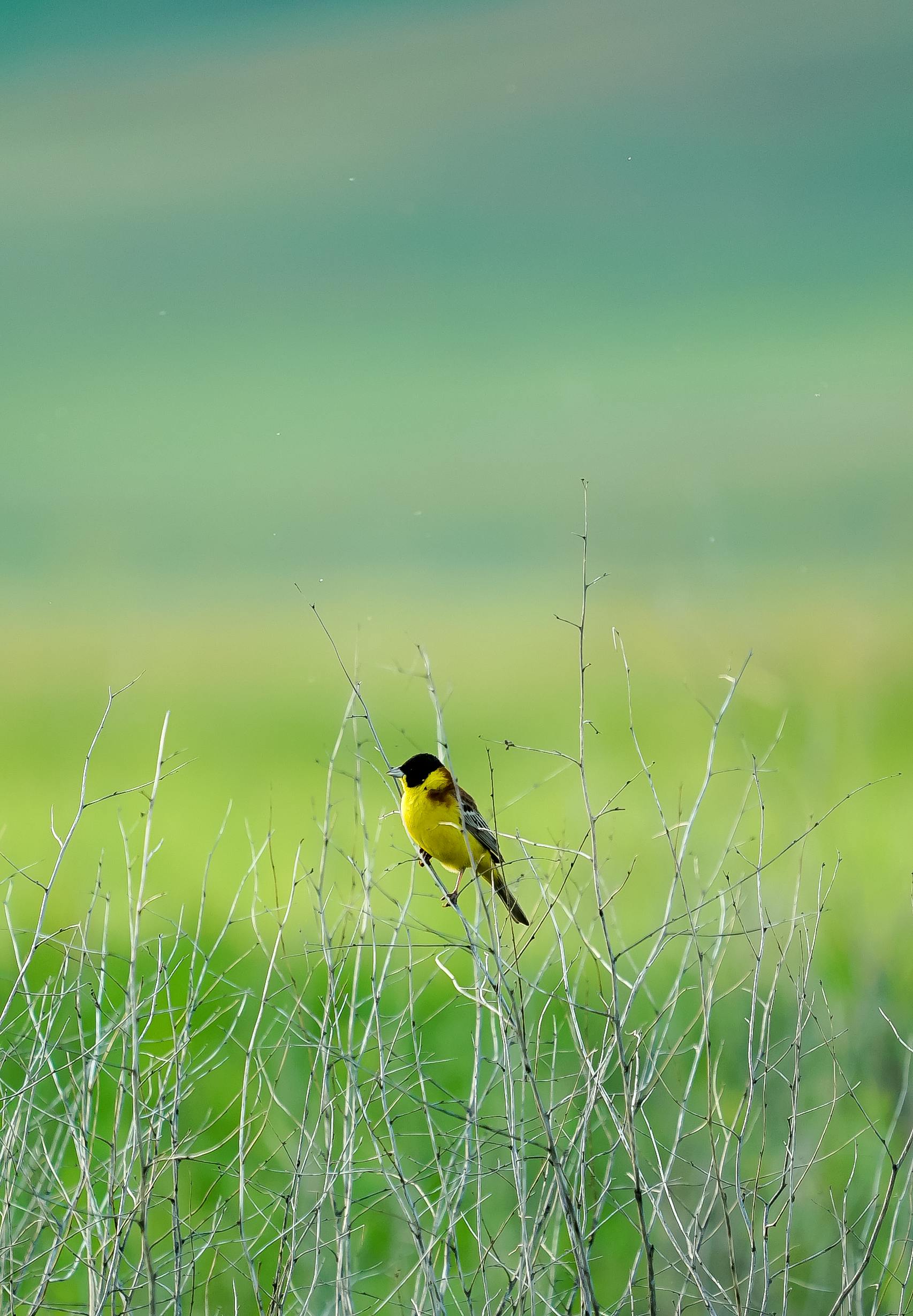 Birdwatching Photos, Download The BEST Free Birdwatching Stock Photos ...