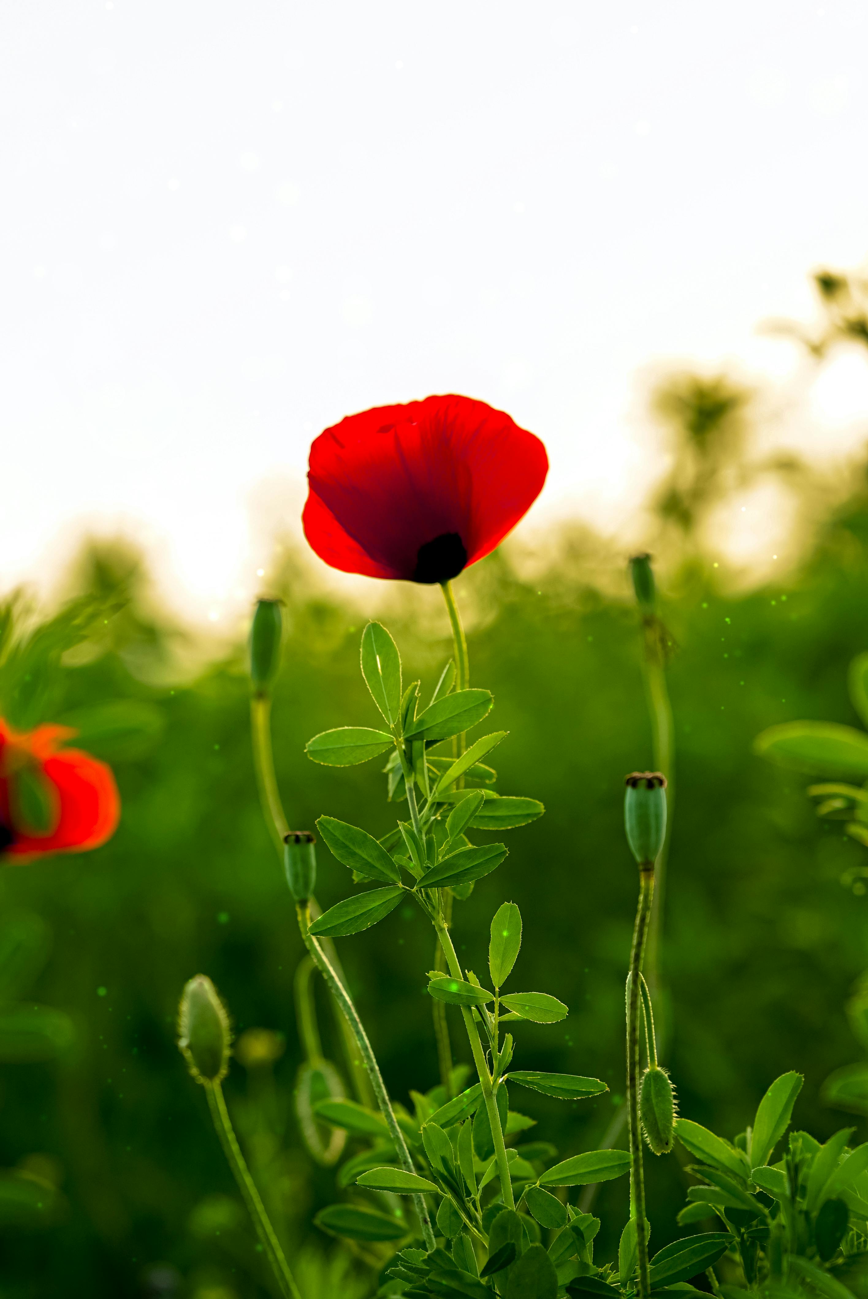 Spindly Growth Photos, Download The BEST Free Spindly Growth Stock ...