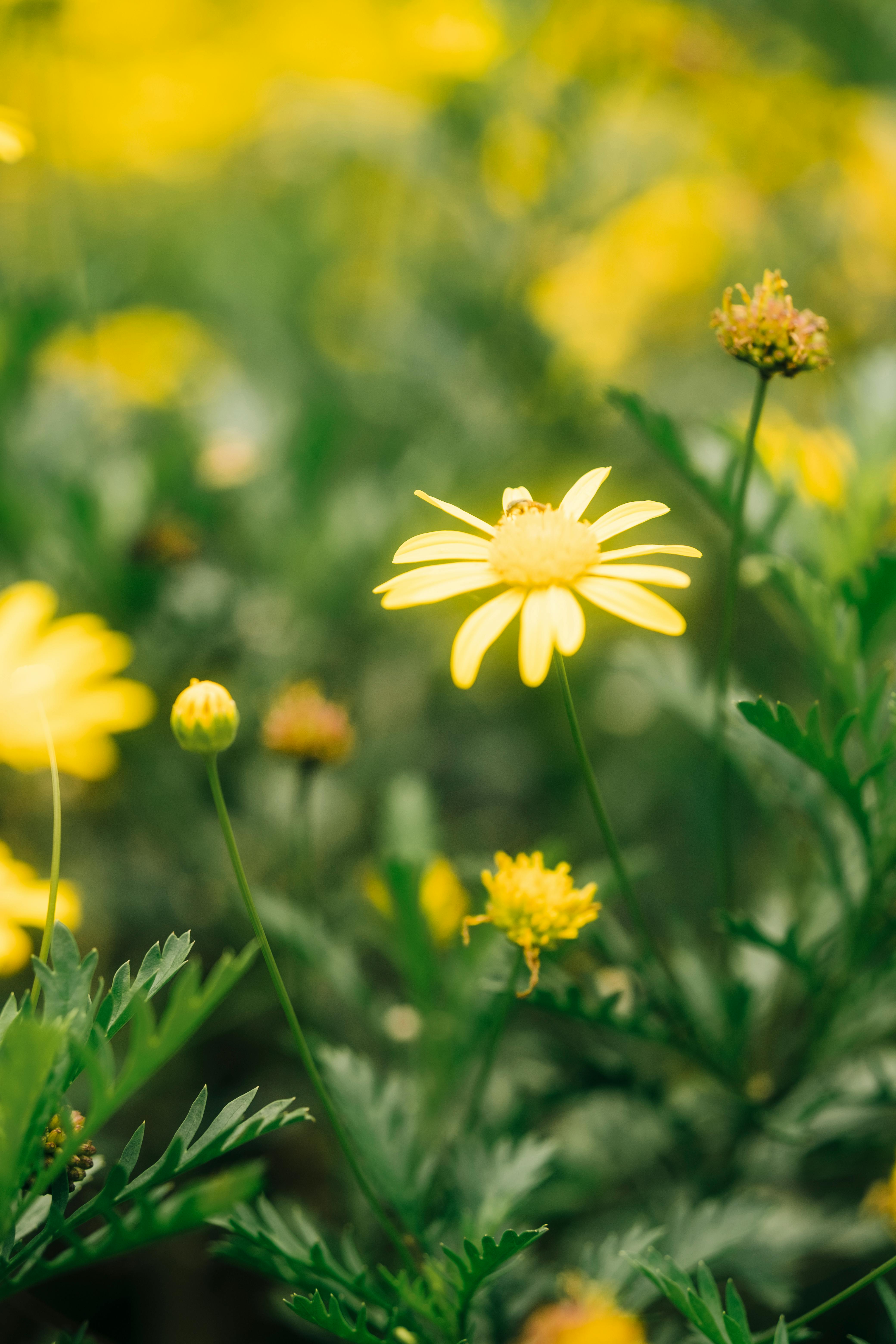 Spindly Growth Photos, Download The BEST Free Spindly Growth Stock ...