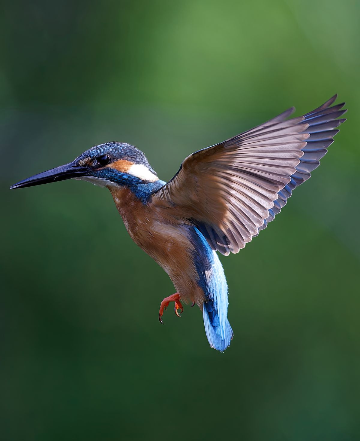 Kingfisher Bird Photos, Download The BEST Free Kingfisher Bird Stock ...