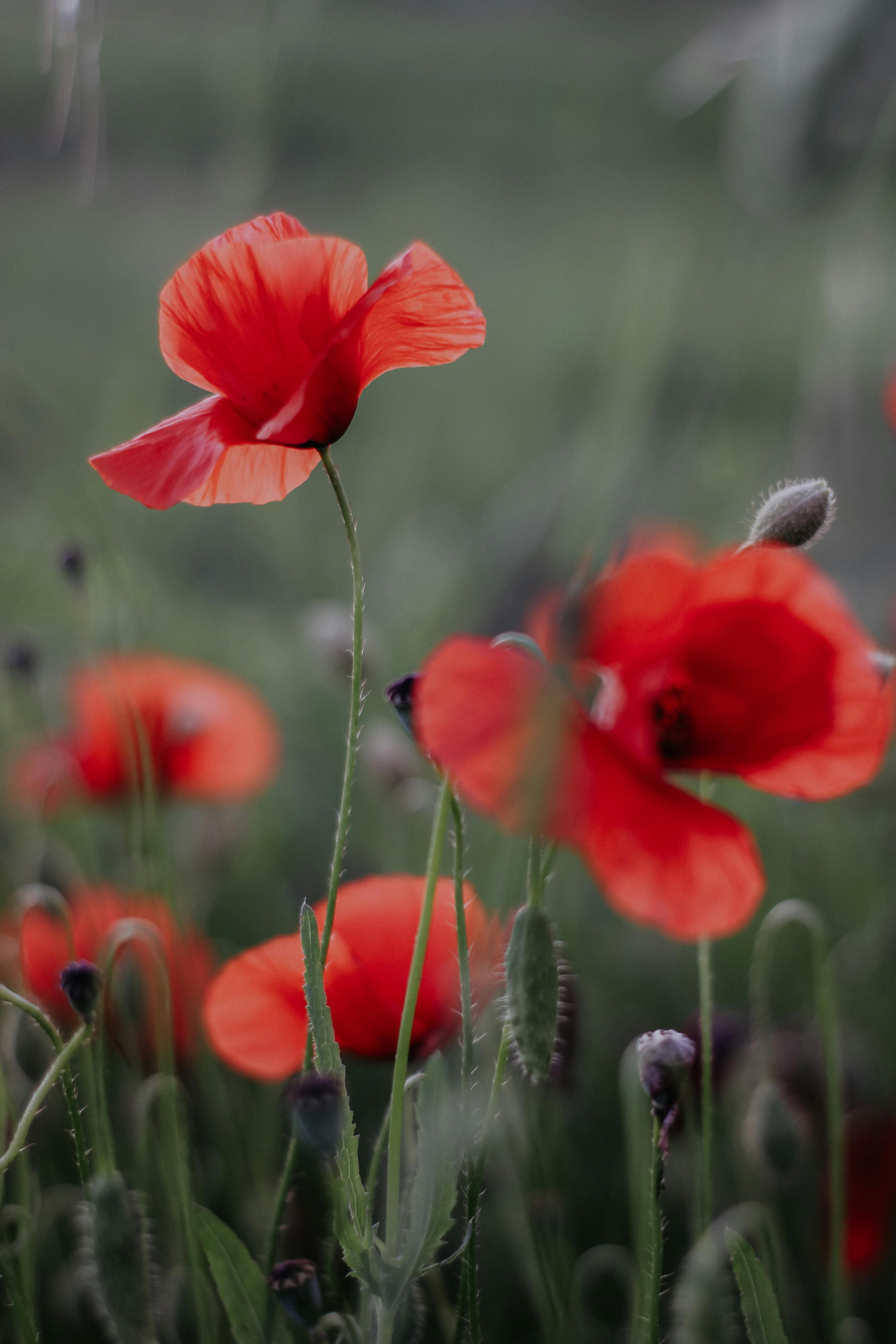 Fragile Red Poppies · Free Stock Photo