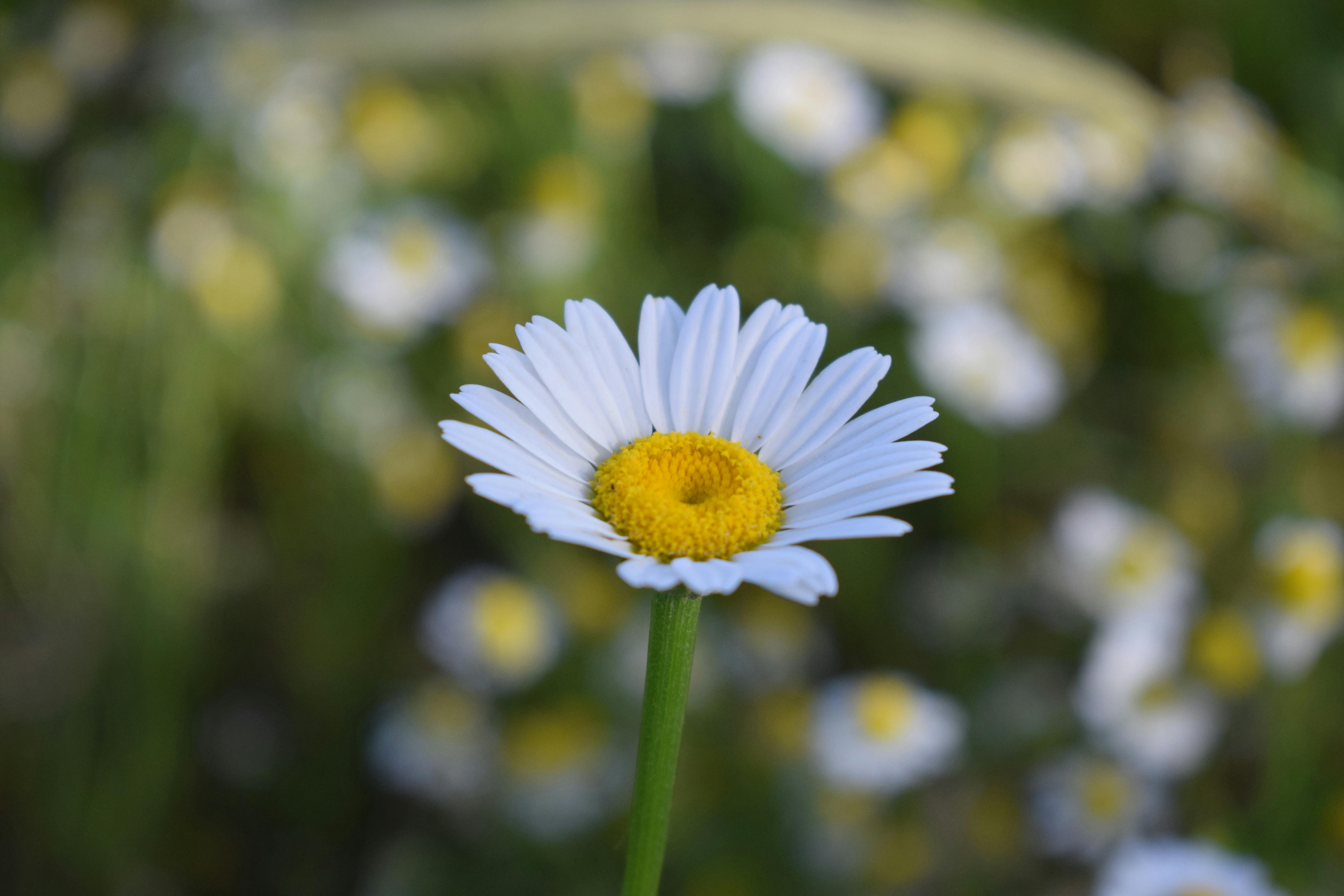 Close-up of Daisy Head Flower · Free Stock Photo