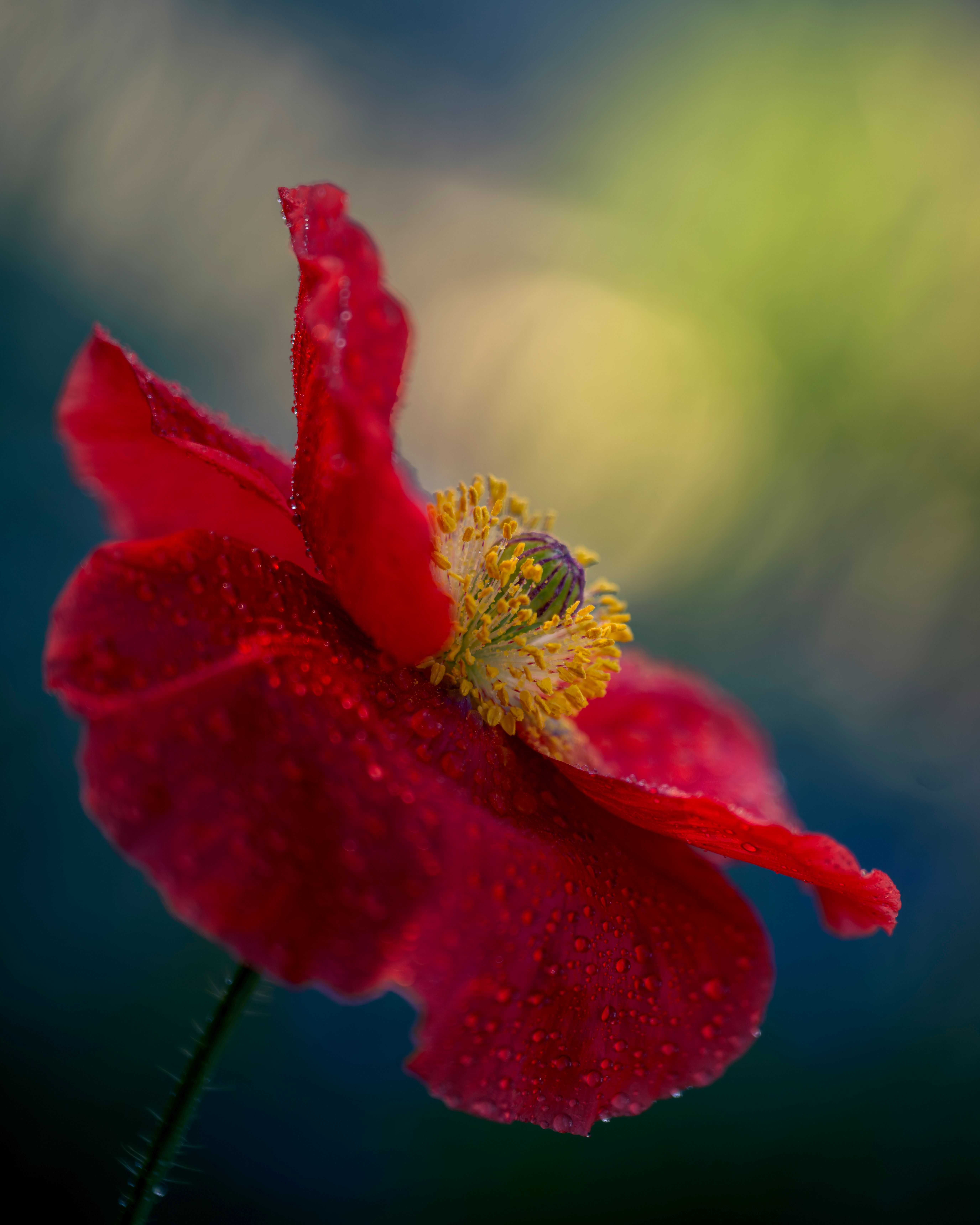 Inside of Blooming Poppy Flower · Free Stock Photo