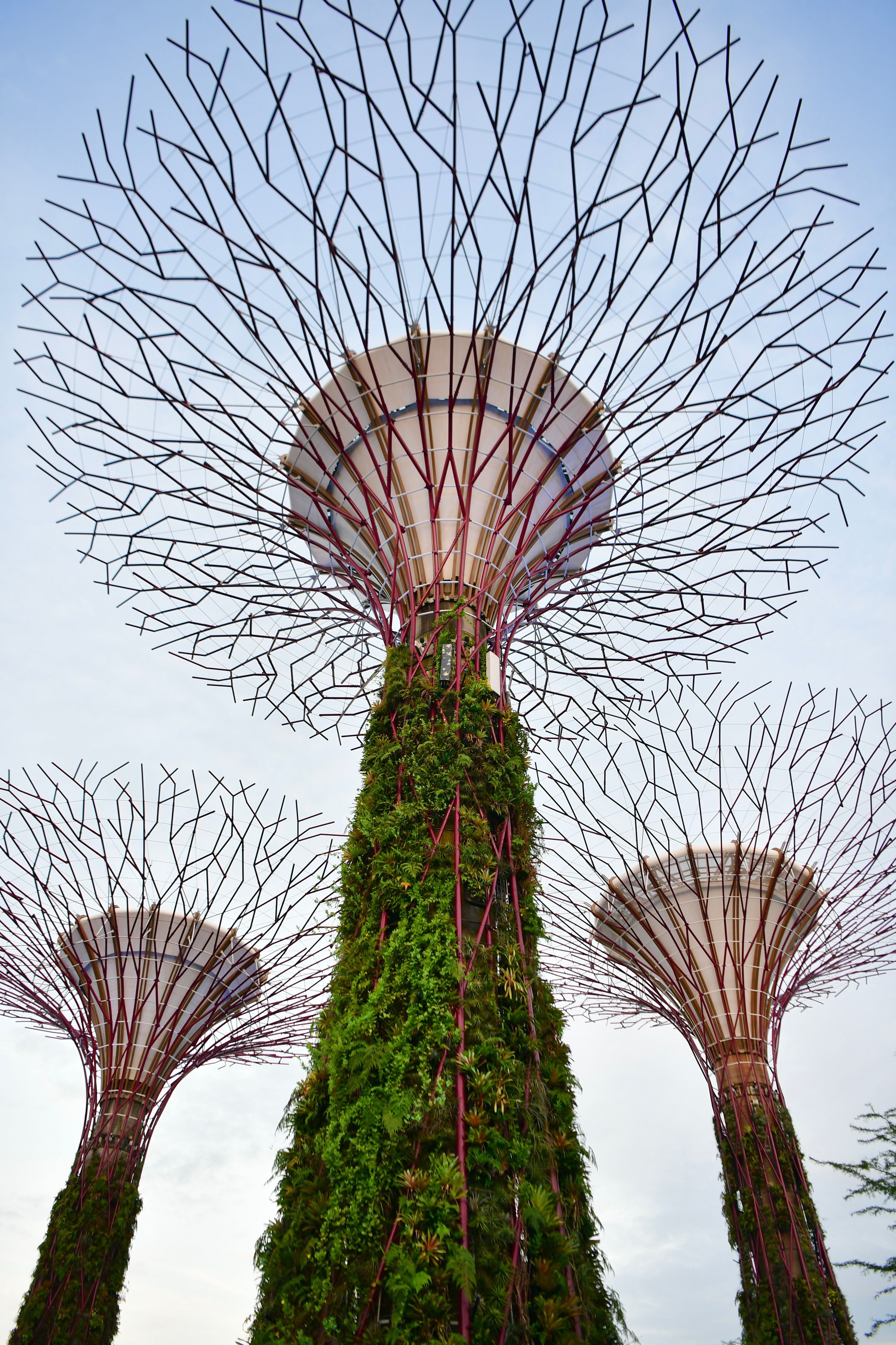 Supertree Grove · Free Stock Photo