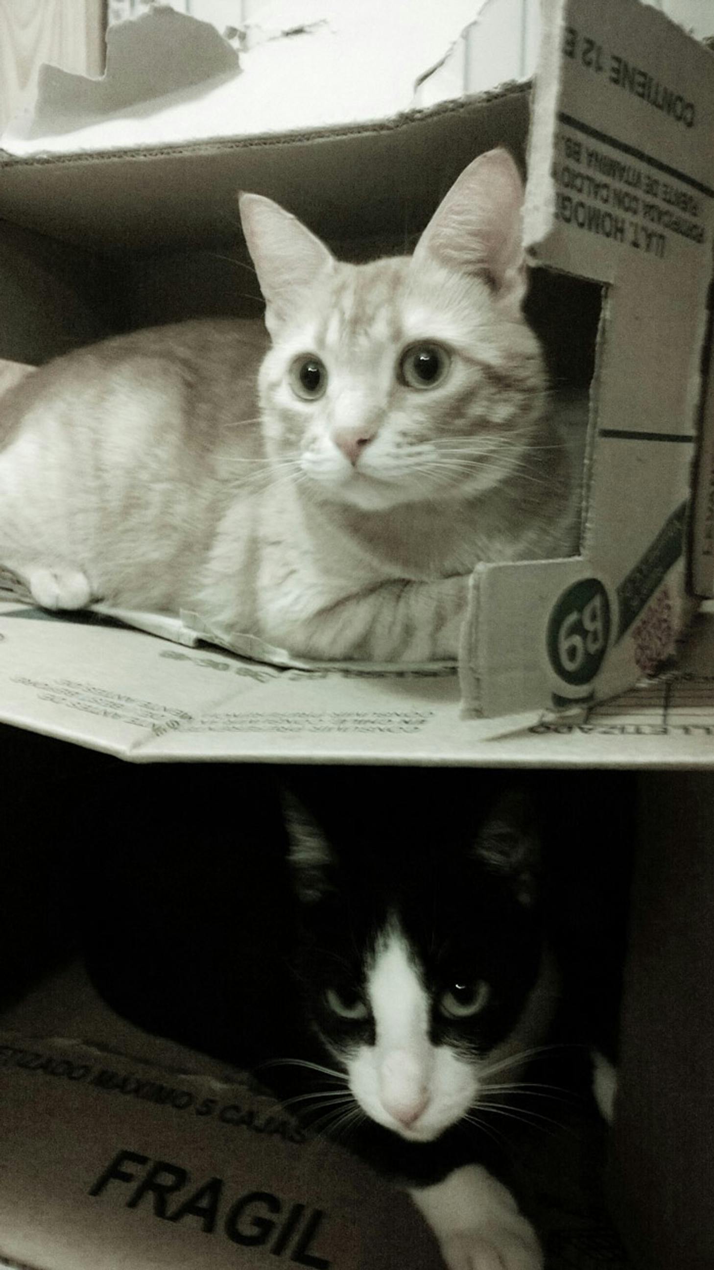 Free stock photo of cat, contrast, love