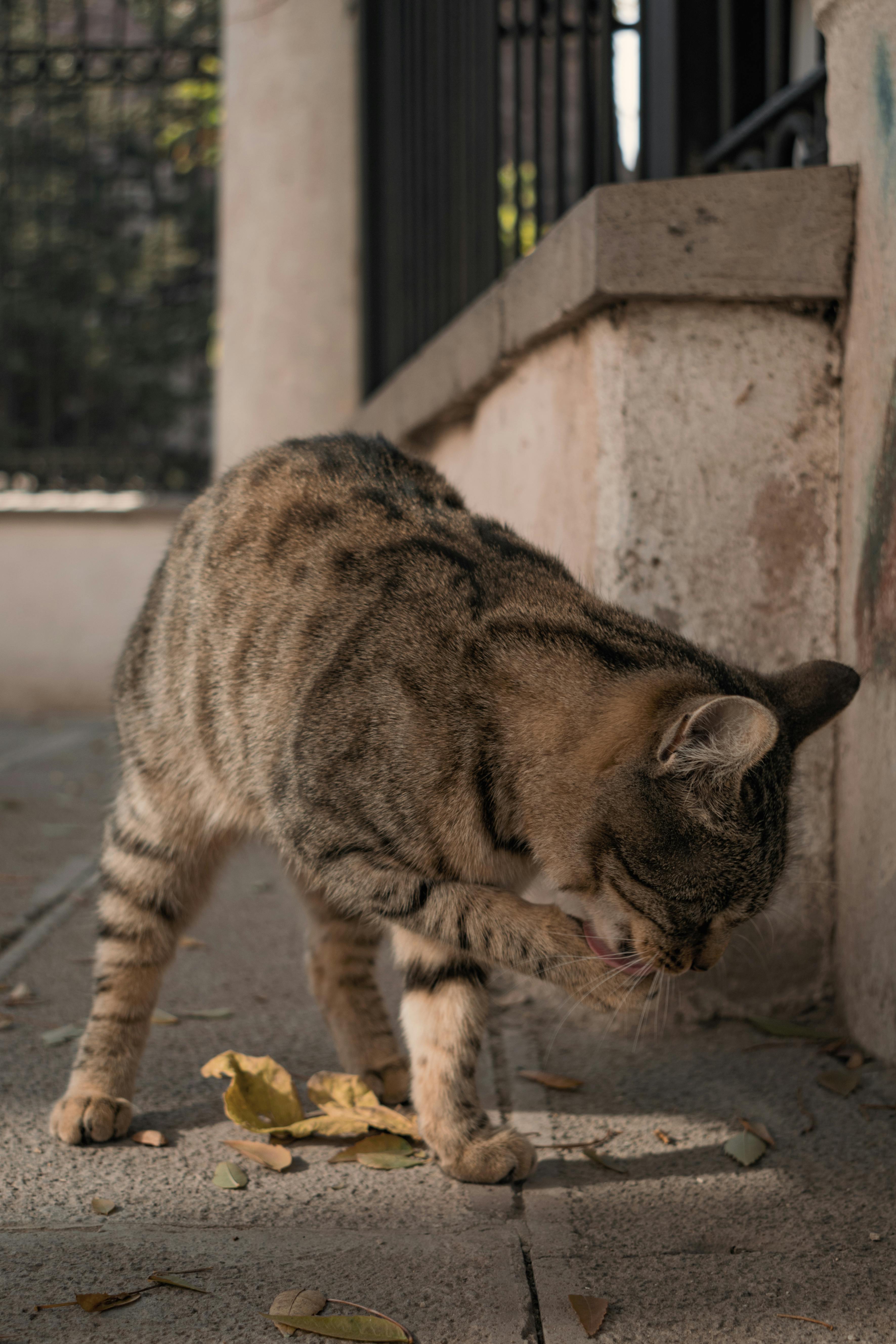Orange Cat Lying on Floor Licking its Paw · Free Stock Photo