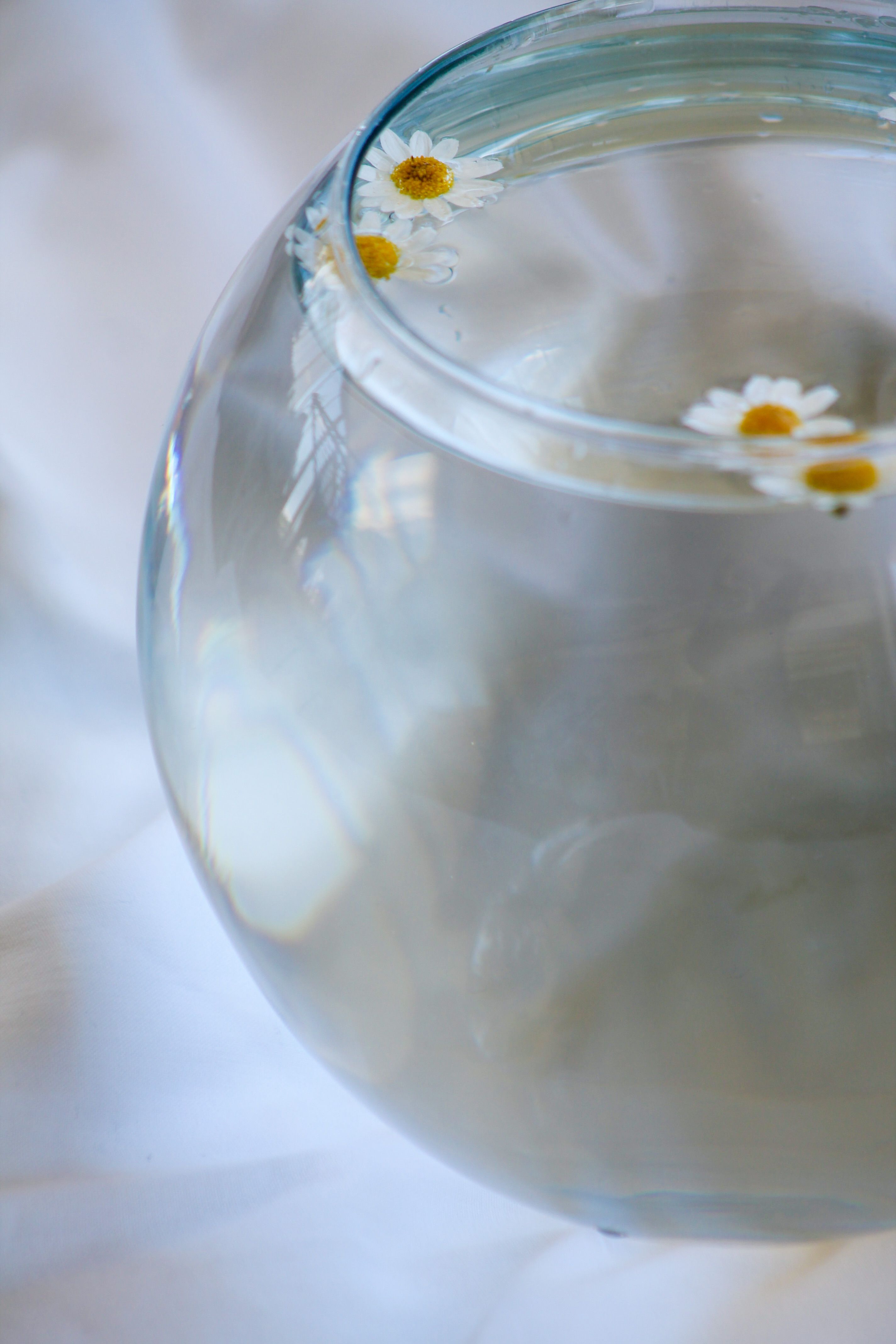 Daisy Flowers Floating in Fish Bowl · Free Stock Photo