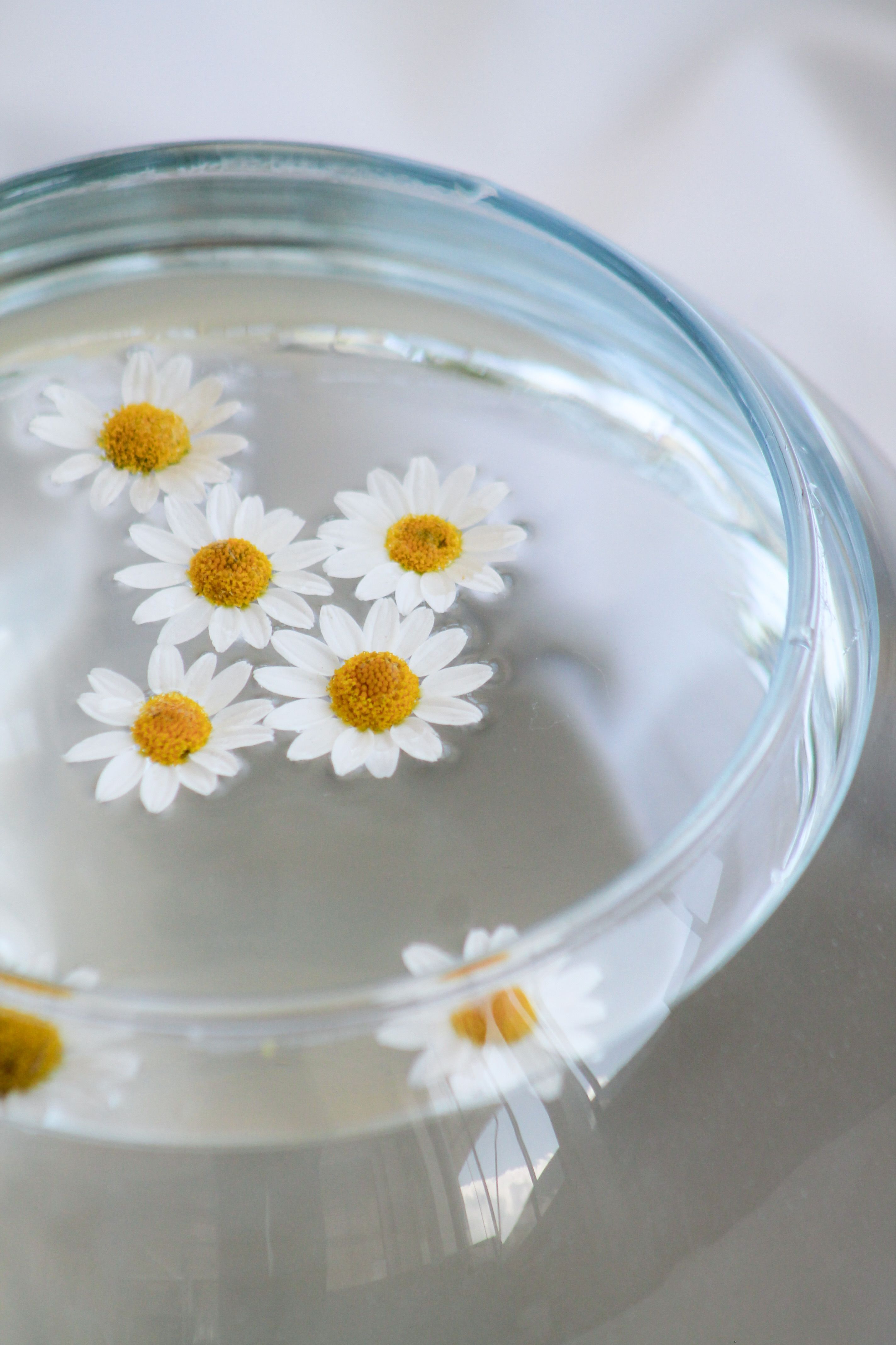 Daisy Flowers Floating on Water in Fish Bowl · Free Stock Photo