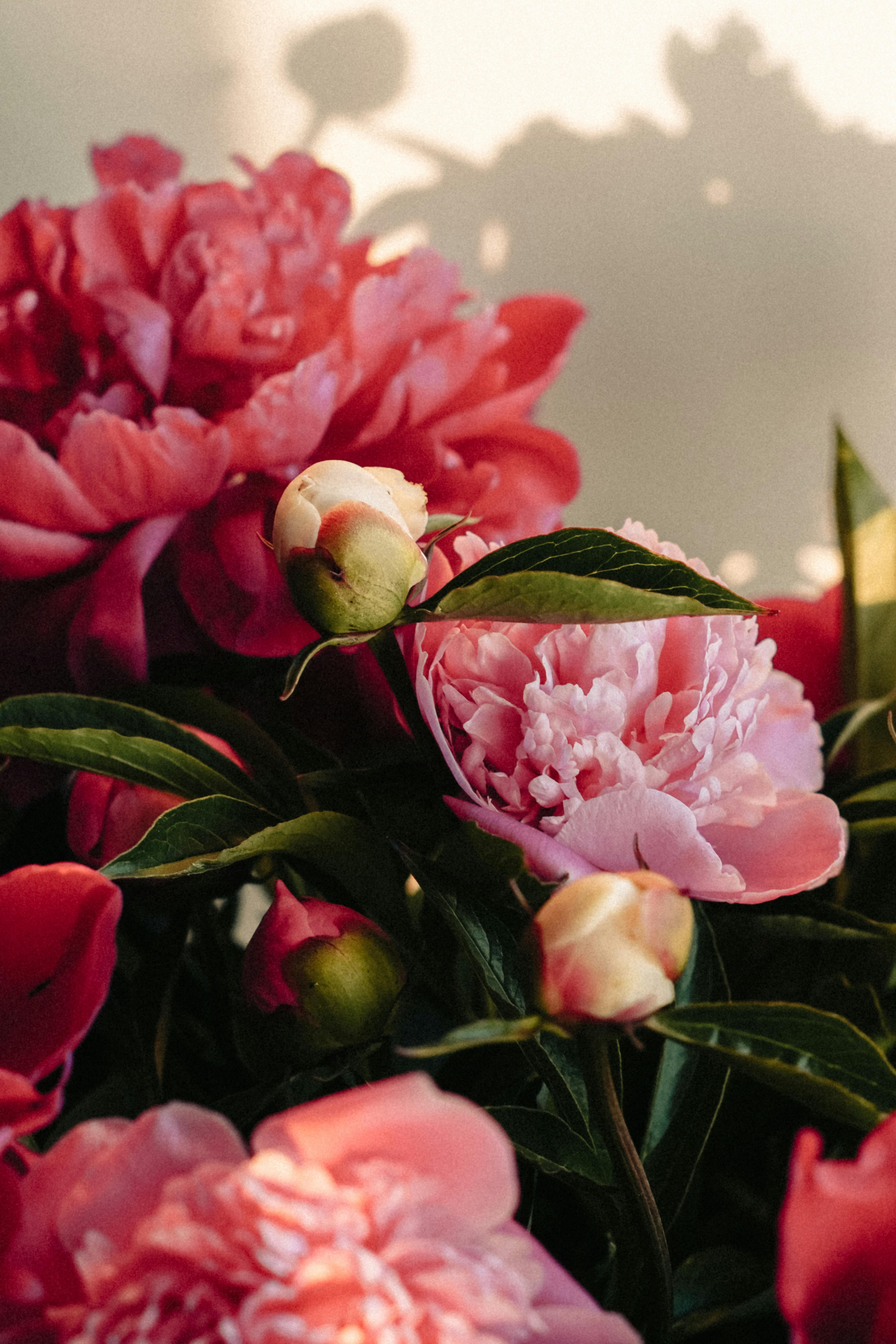 peony 6 Photos & Videos Collected by Max Bonda