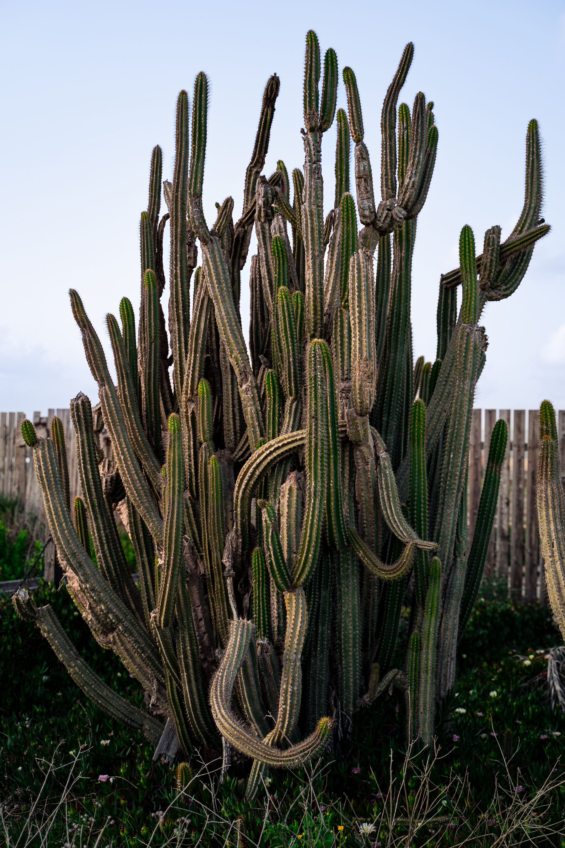 Mentor Plant Photos, Download The BEST Free Mentor Plant Stock Photos ...