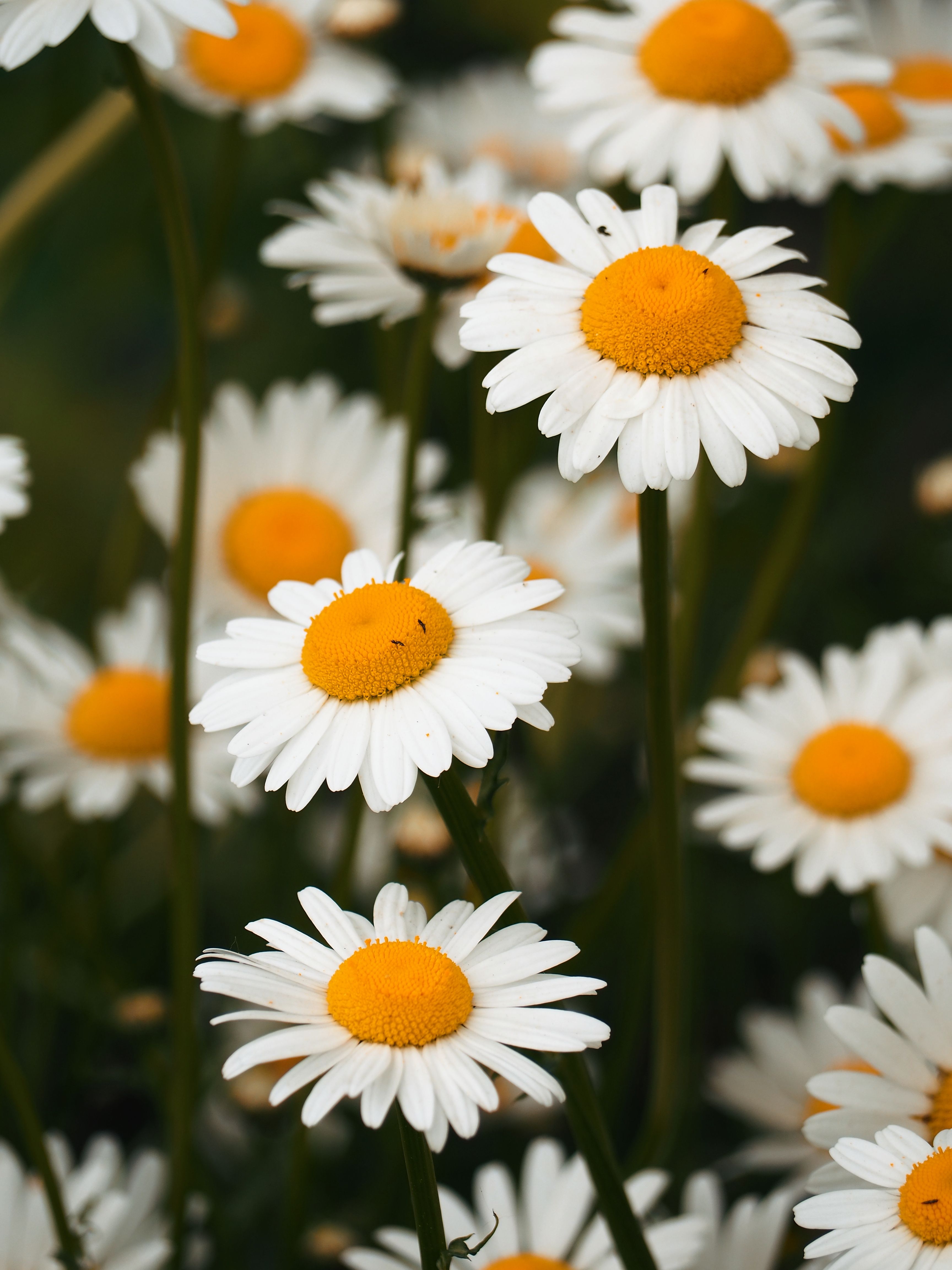 Close-up of Chamomile Flowers on a Field · Free Stock Photo