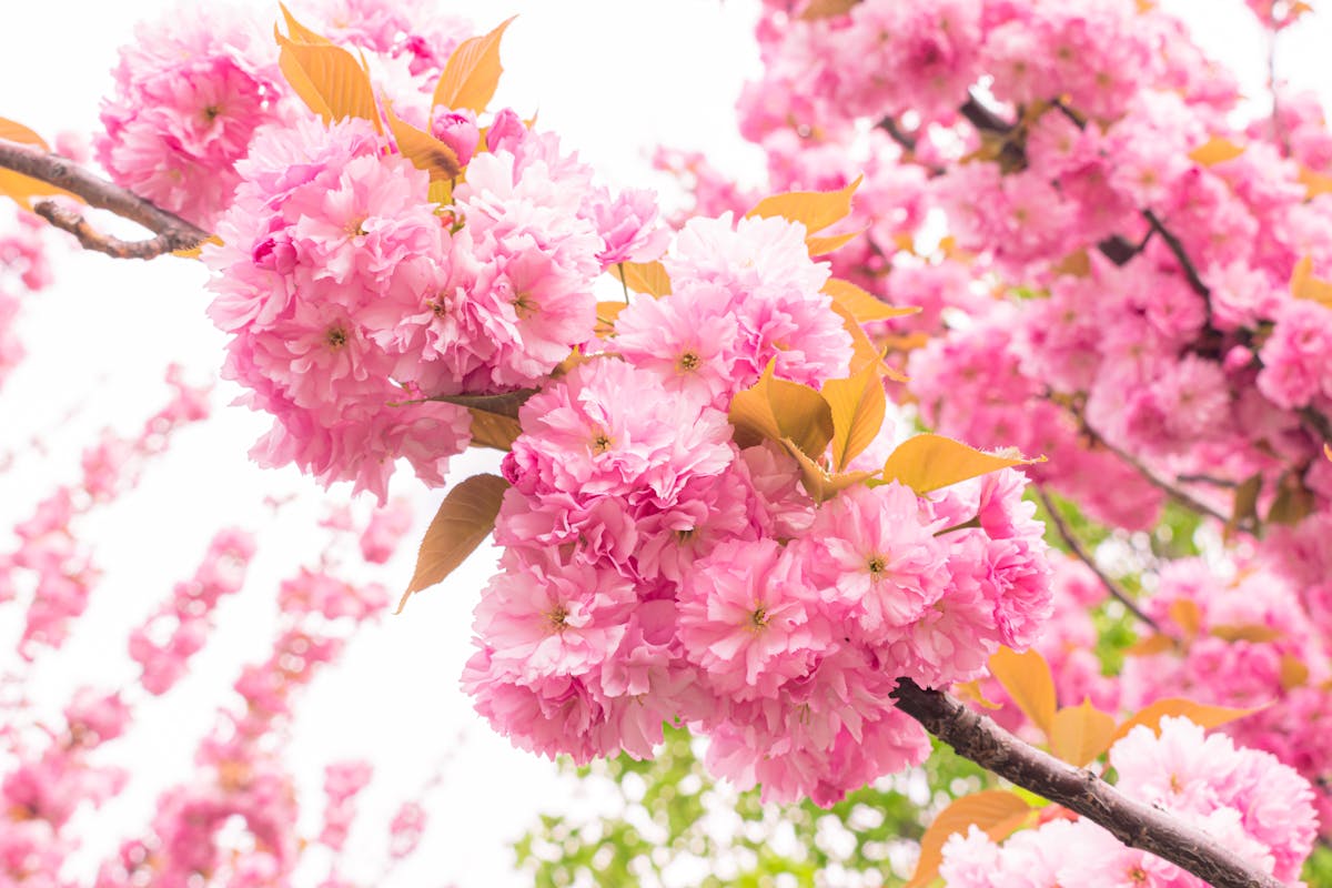 Japanese Pink Tree Photos, Download The BEST Free Japanese Pink Tree ...