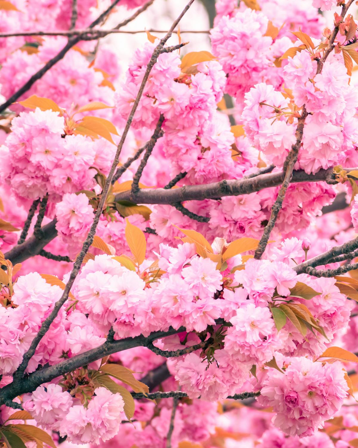 Cherry Blossom Tree 4k Wallpaper Photos, Download The BEST Free Cherry ...