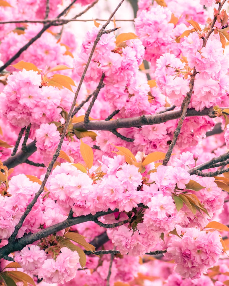 Sakura Tree Wallpaper Photos, Download The BEST Free Sakura Tree ...