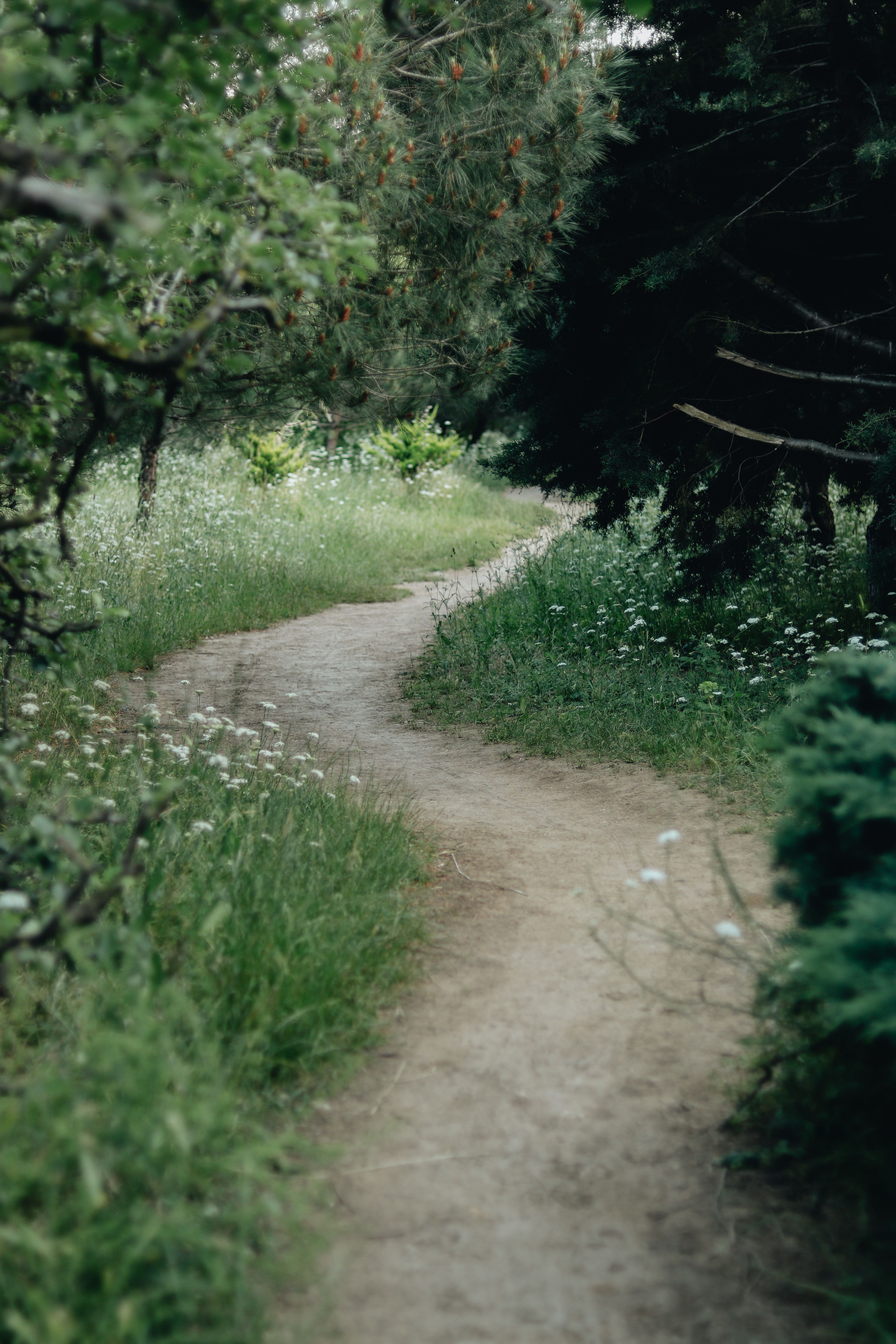 Path Photos, Download The BEST Free Path Stock Photos & HD Images