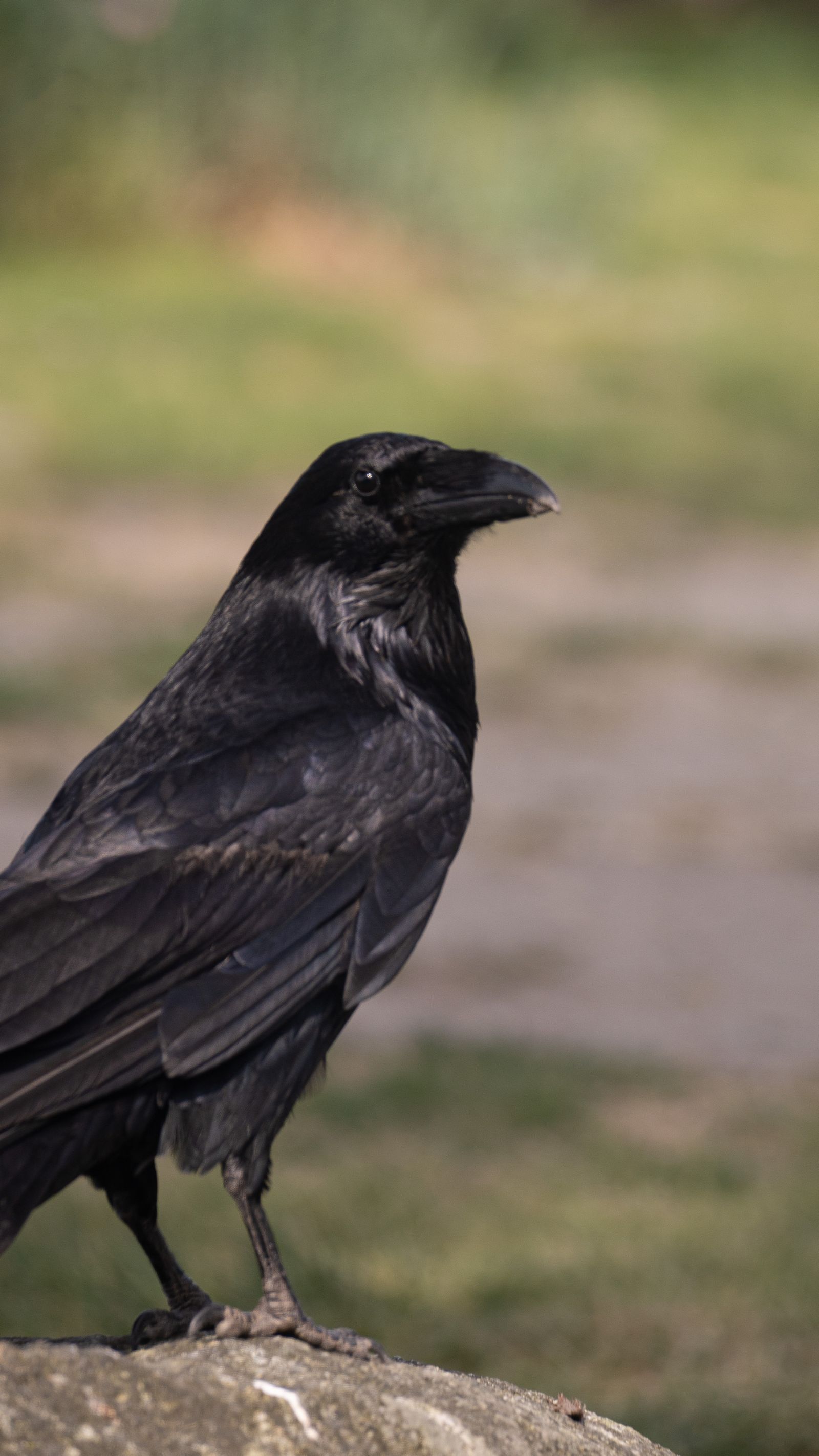Raven Bird Photos, Download The BEST Free Raven Bird Stock Photos & HD ...