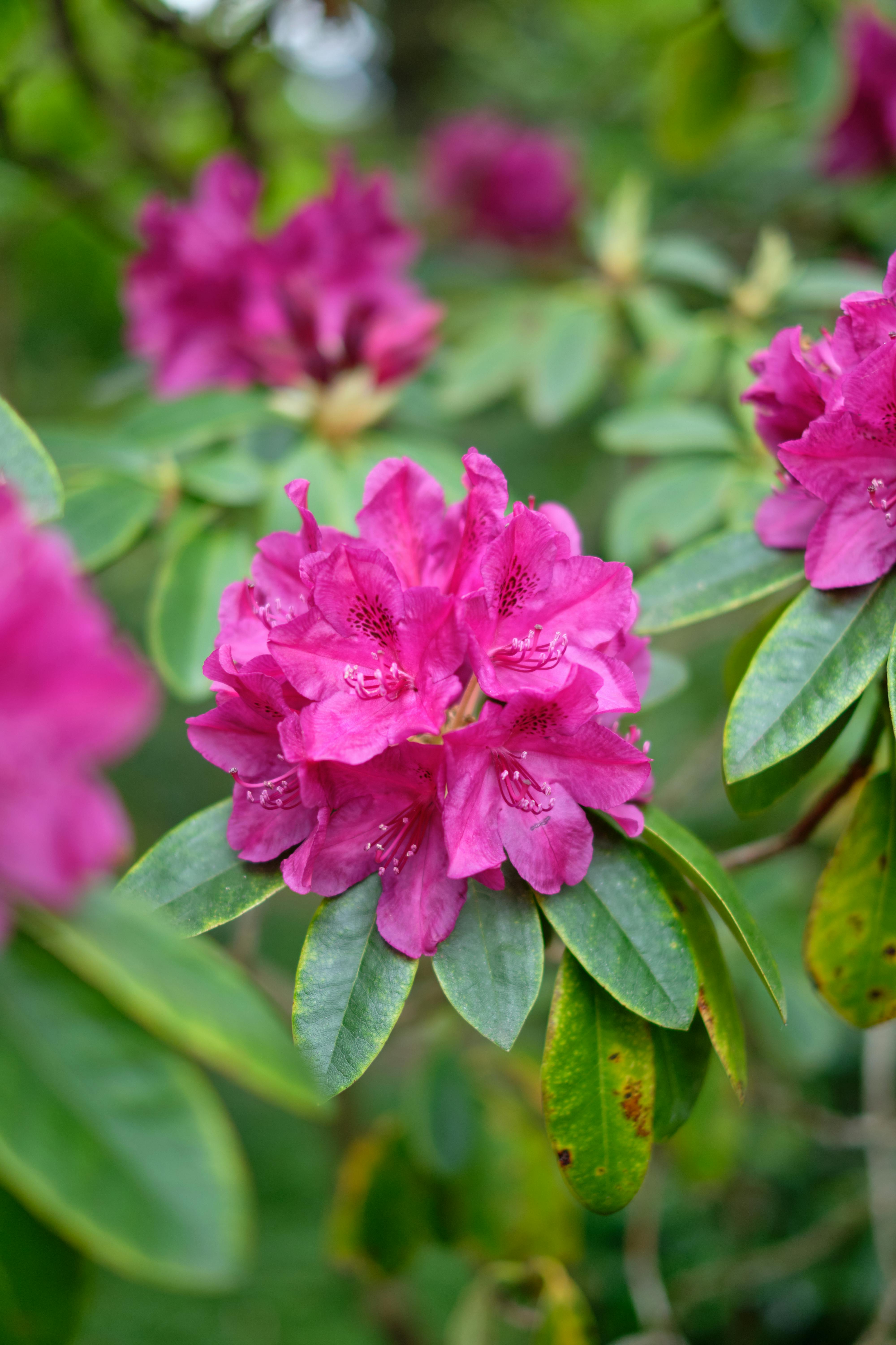 Close-up of Purple Azaleas · Free Stock Photo