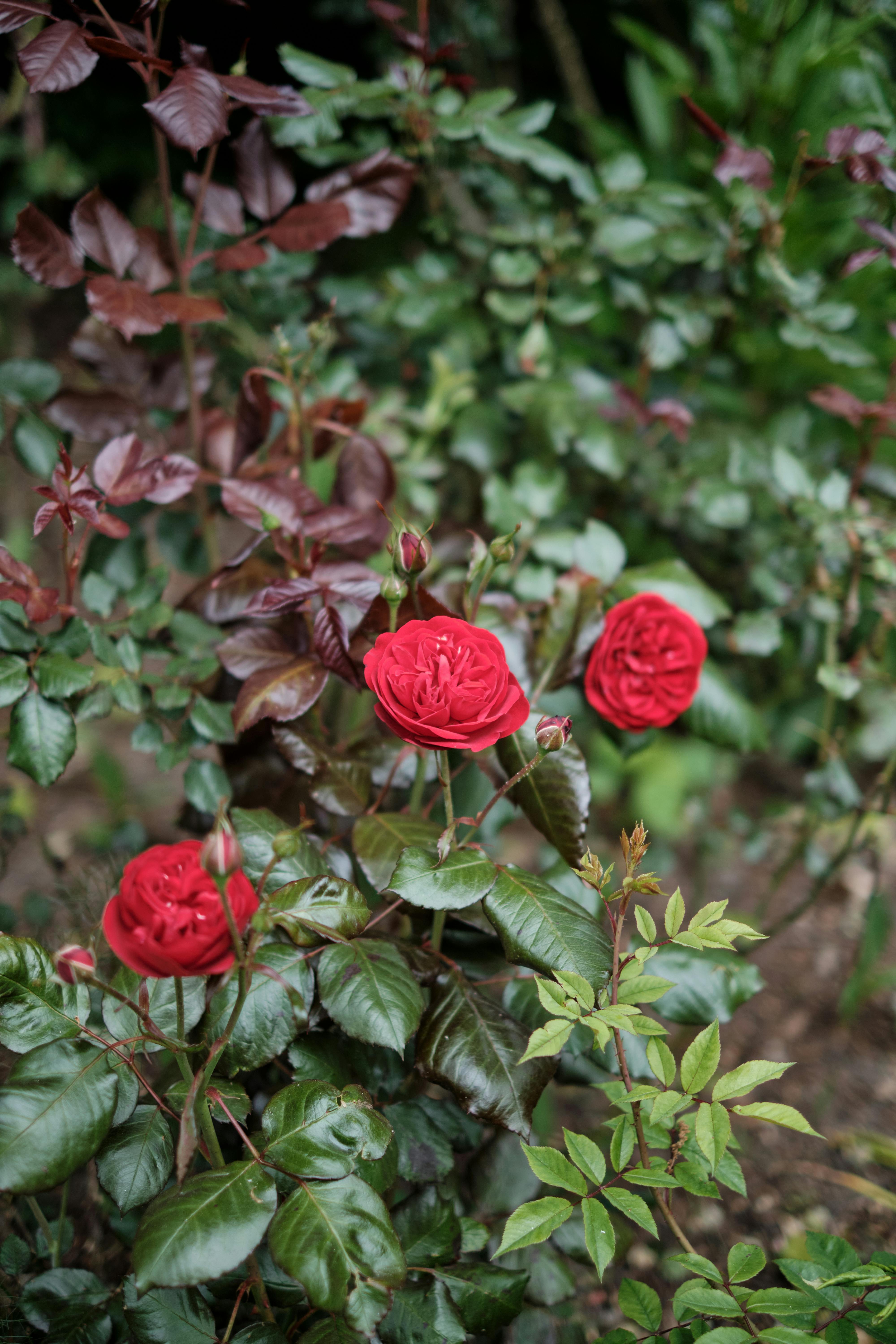 A Red Rose Growing in the Garden · Free Stock Photo