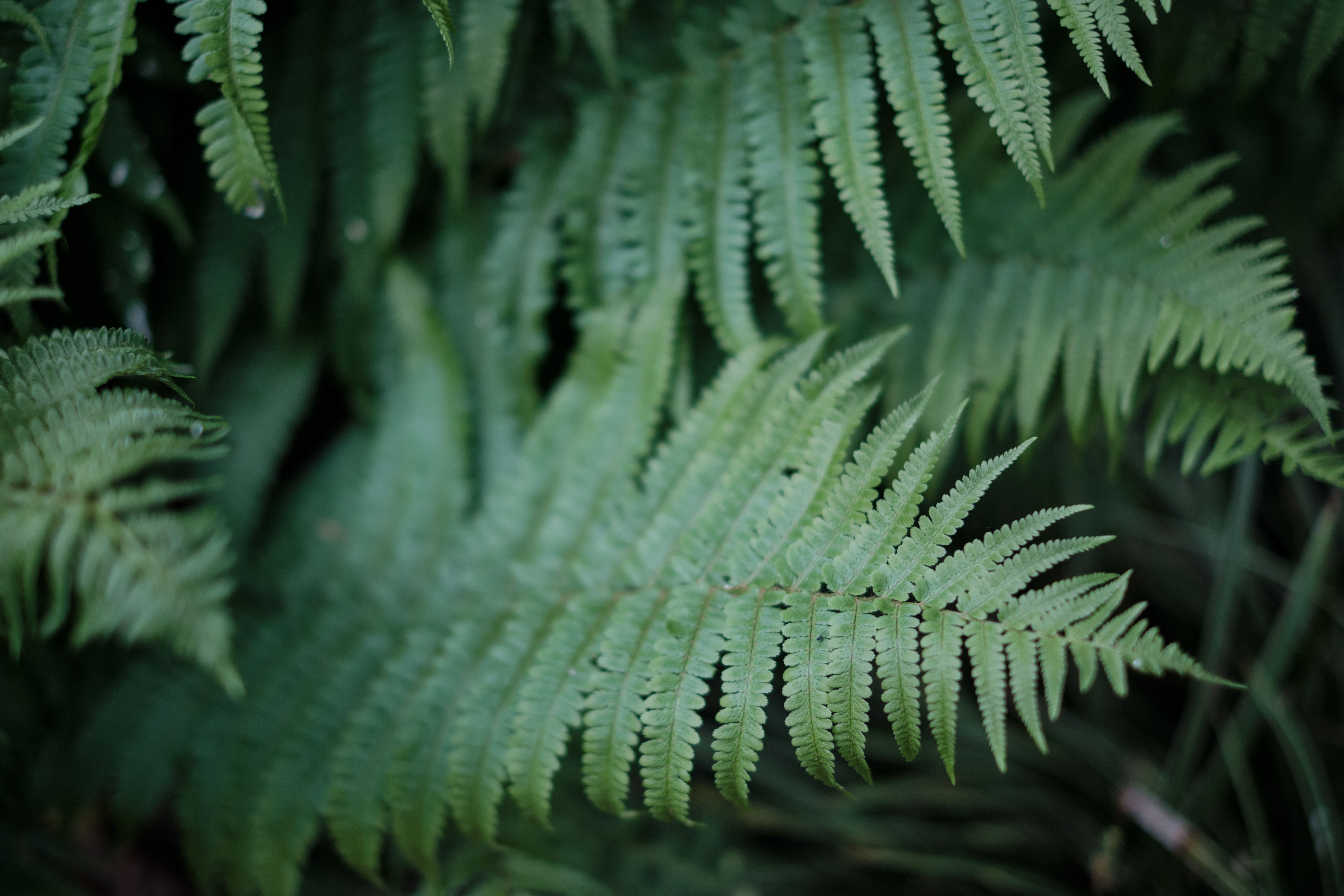 Green Fern Plants · Free Stock Photo