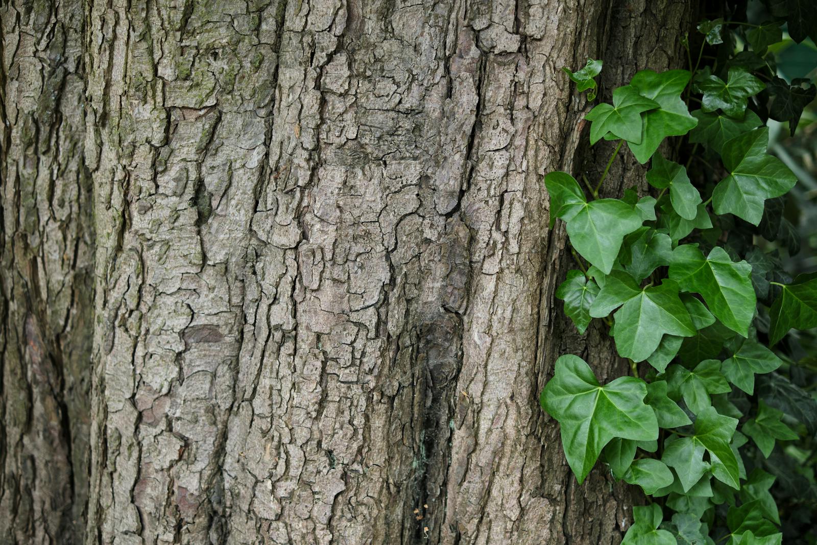 Backgroundc Bark Photos, Download The BEST Free Backgroundc Bark Stock ...